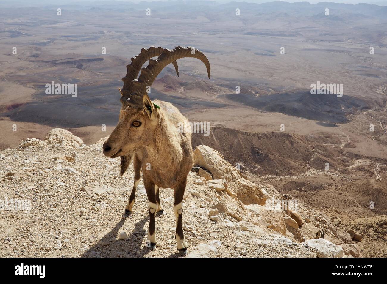 Mountain goat (Ibex) near Mitzpe Ramon, Israel Stock Photo - Alamy