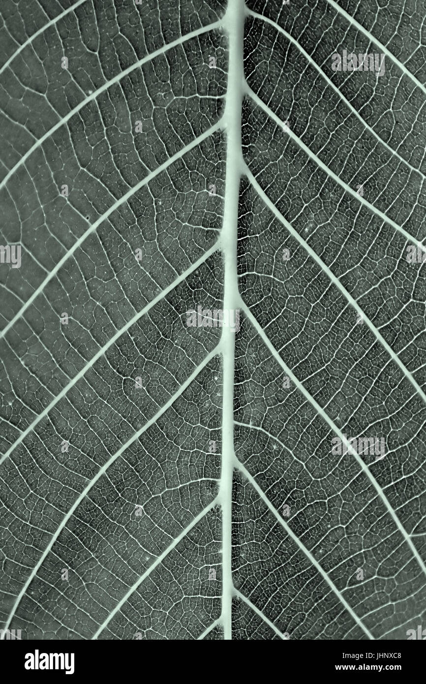 Leaf texture. In dark colors Stock Photo - Alamy