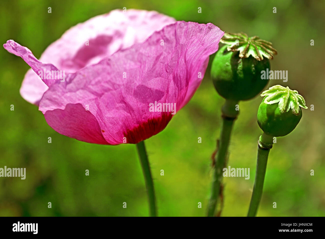 Poppy Mallow Flower High Resolution Stock Photography and Images - Alamy