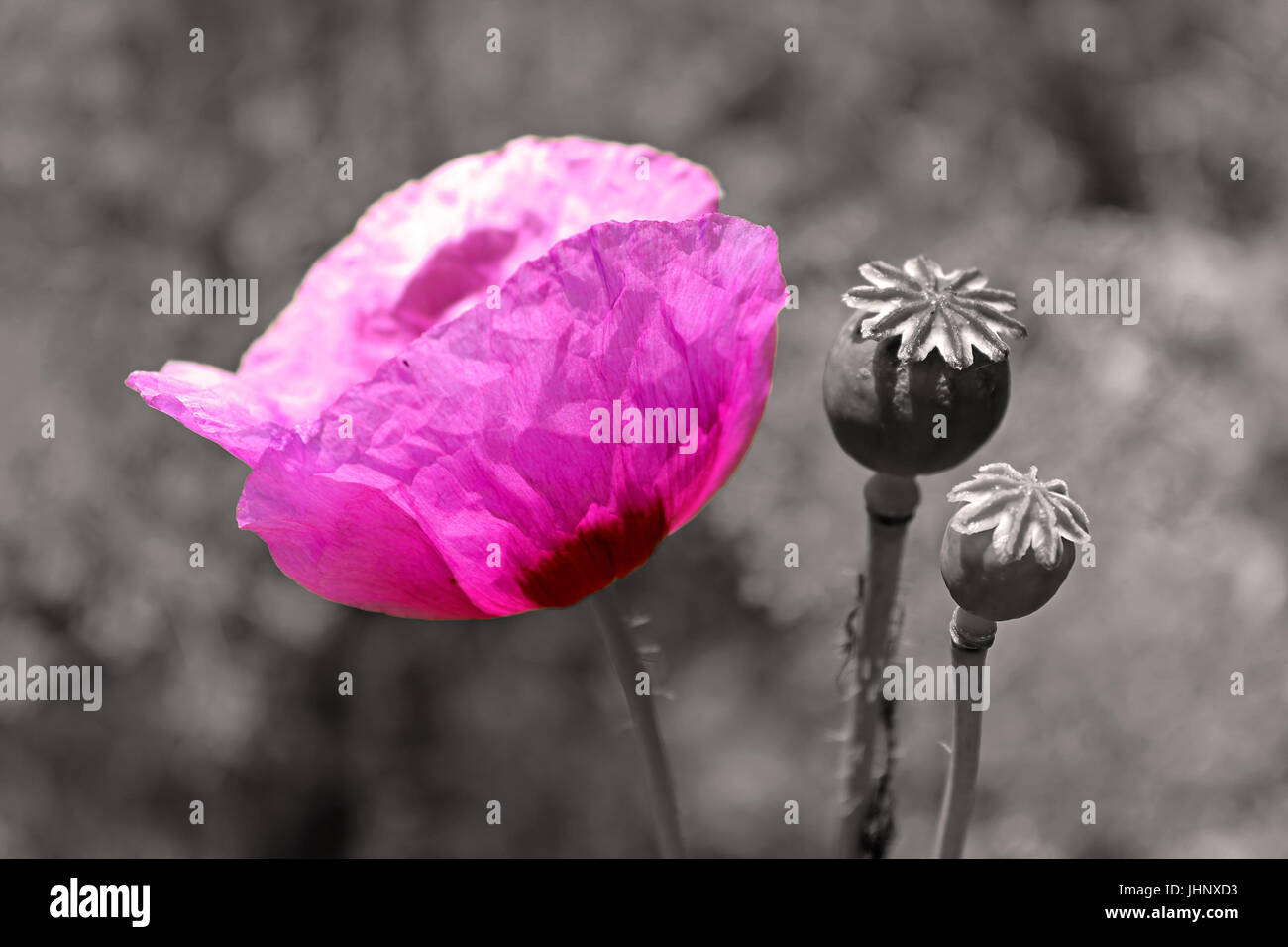 Poppy Mallow Flower High Resolution Stock Photography and Images - Alamy