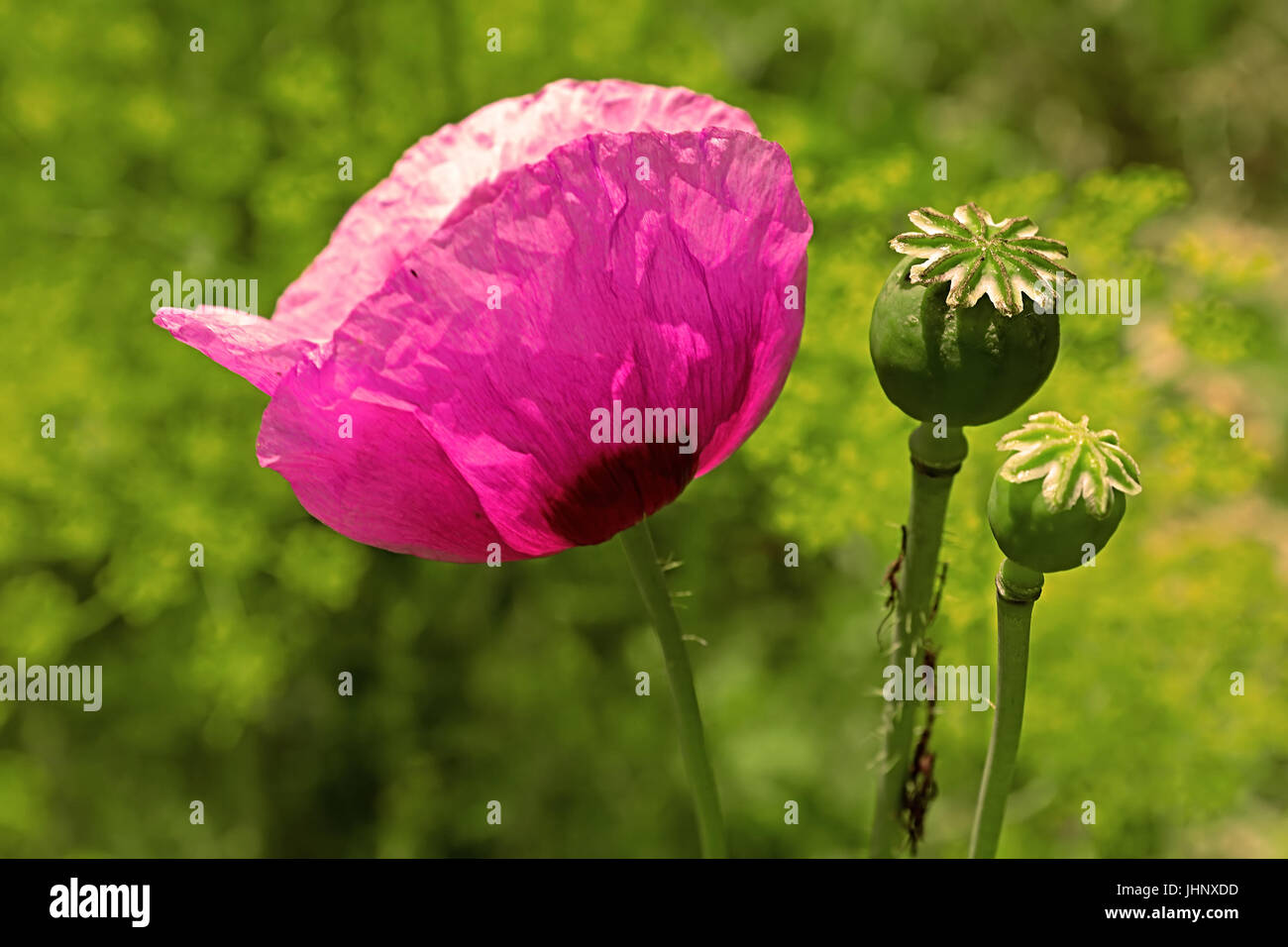 Poppy Mallow Flower High Resolution Stock Photography and Images - Alamy
