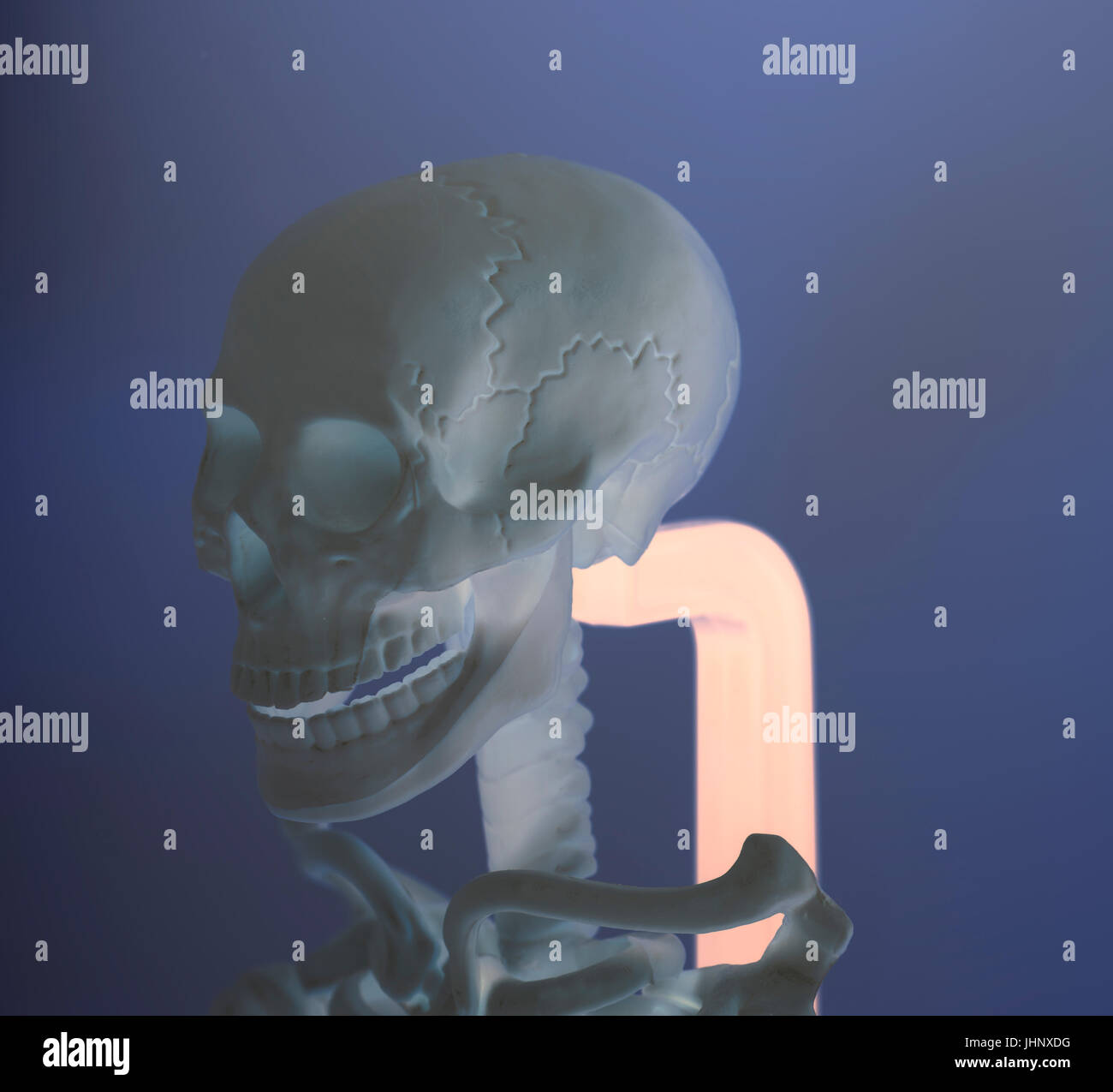 Human skull model Stock Photo - Alamy