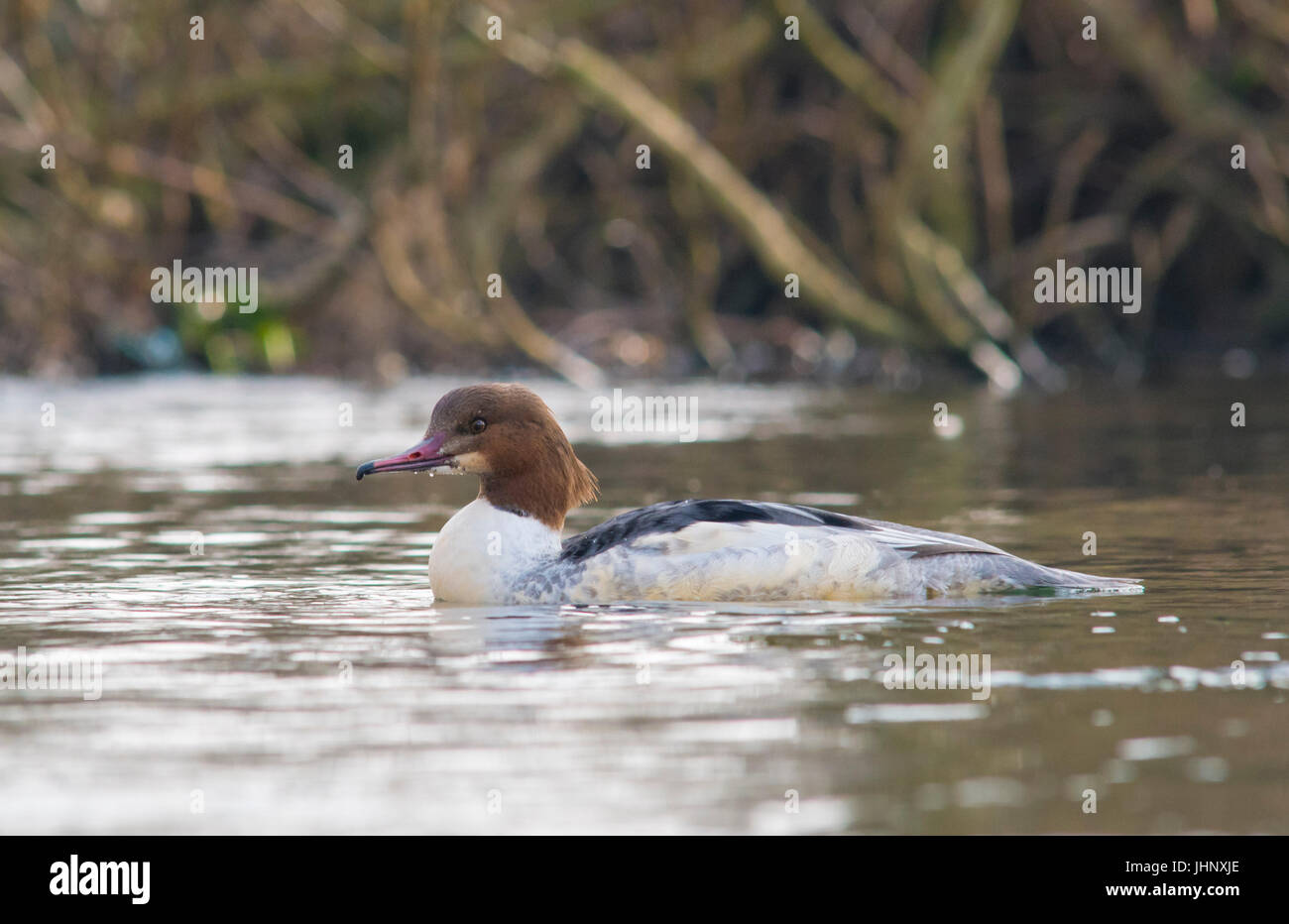 Juvenile Goosander High Resolution Stock Photography and Images - Alamy