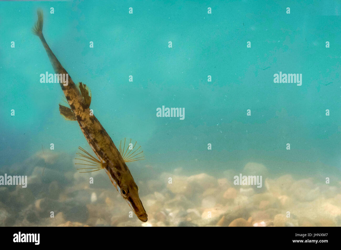 15 spined hi-res stock photography and images - Alamy