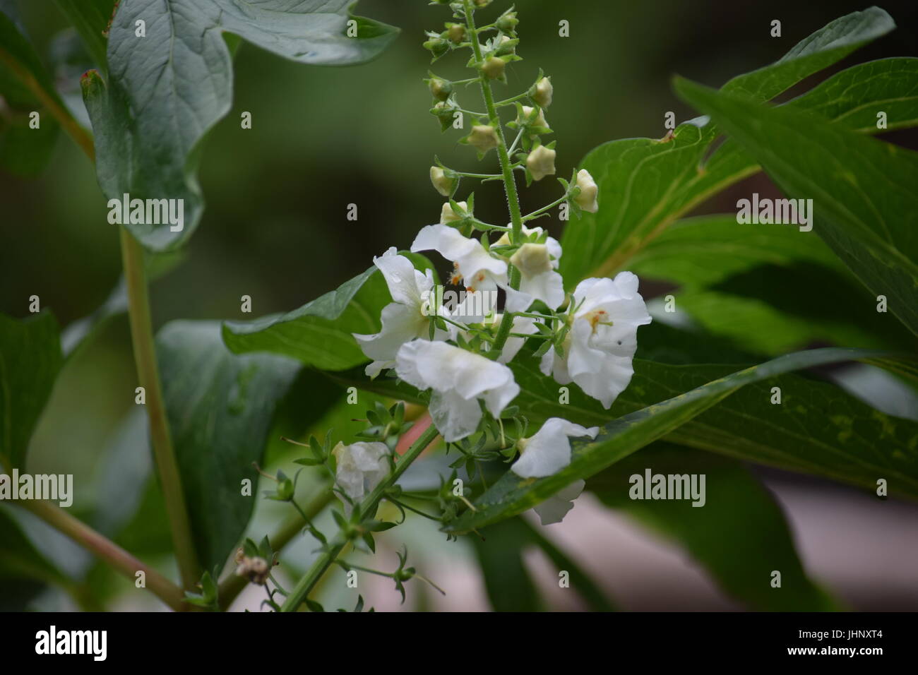 White flower stem Stock Photo - Alamy
