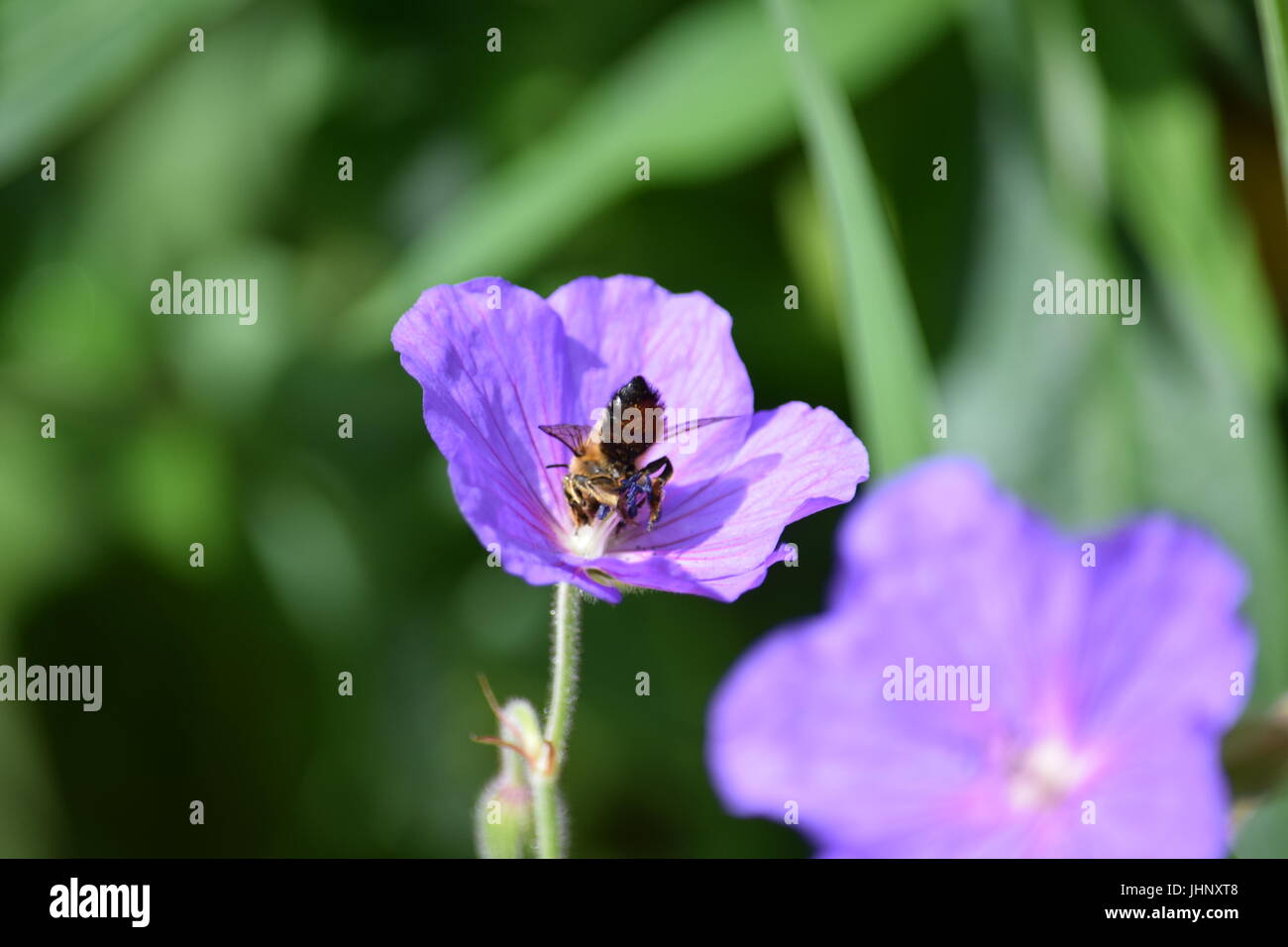 Bee pollinating a blue geranium Stock Photo - Alamy