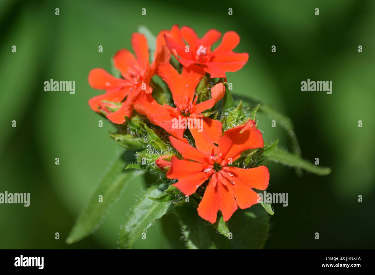 Maltese Cross flower, Lychnis chalcedonica Stock Photo - Alamy
