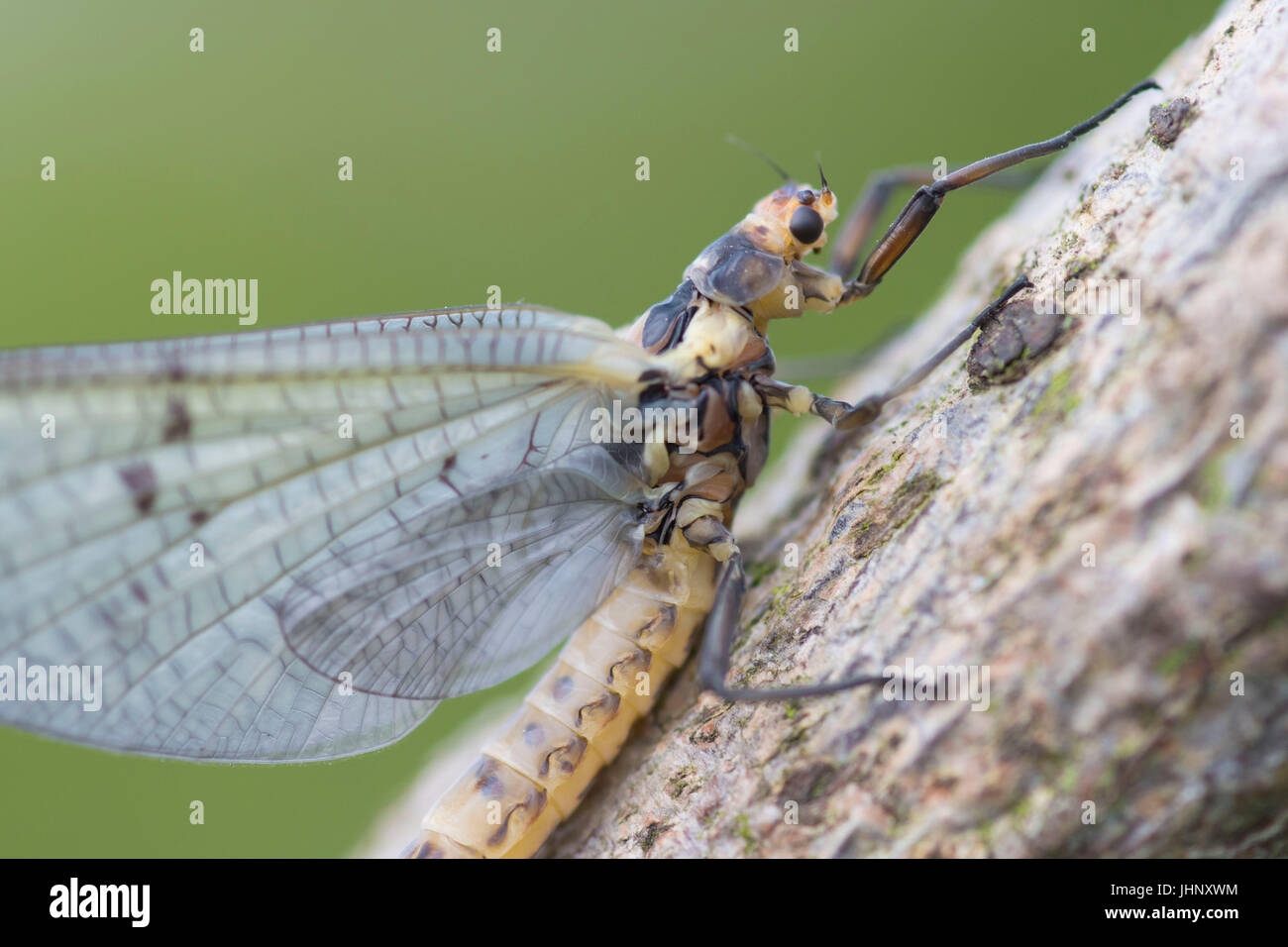 Green drake mayfly hi-res stock photography and images - Alamy