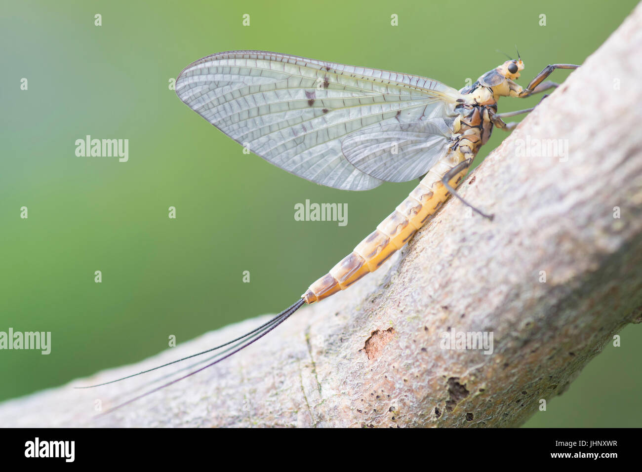 Green drake mayfly hi-res stock photography and images - Alamy