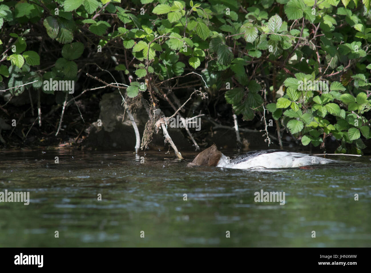 Goosander fishing hi-res stock photography and images - Alamy