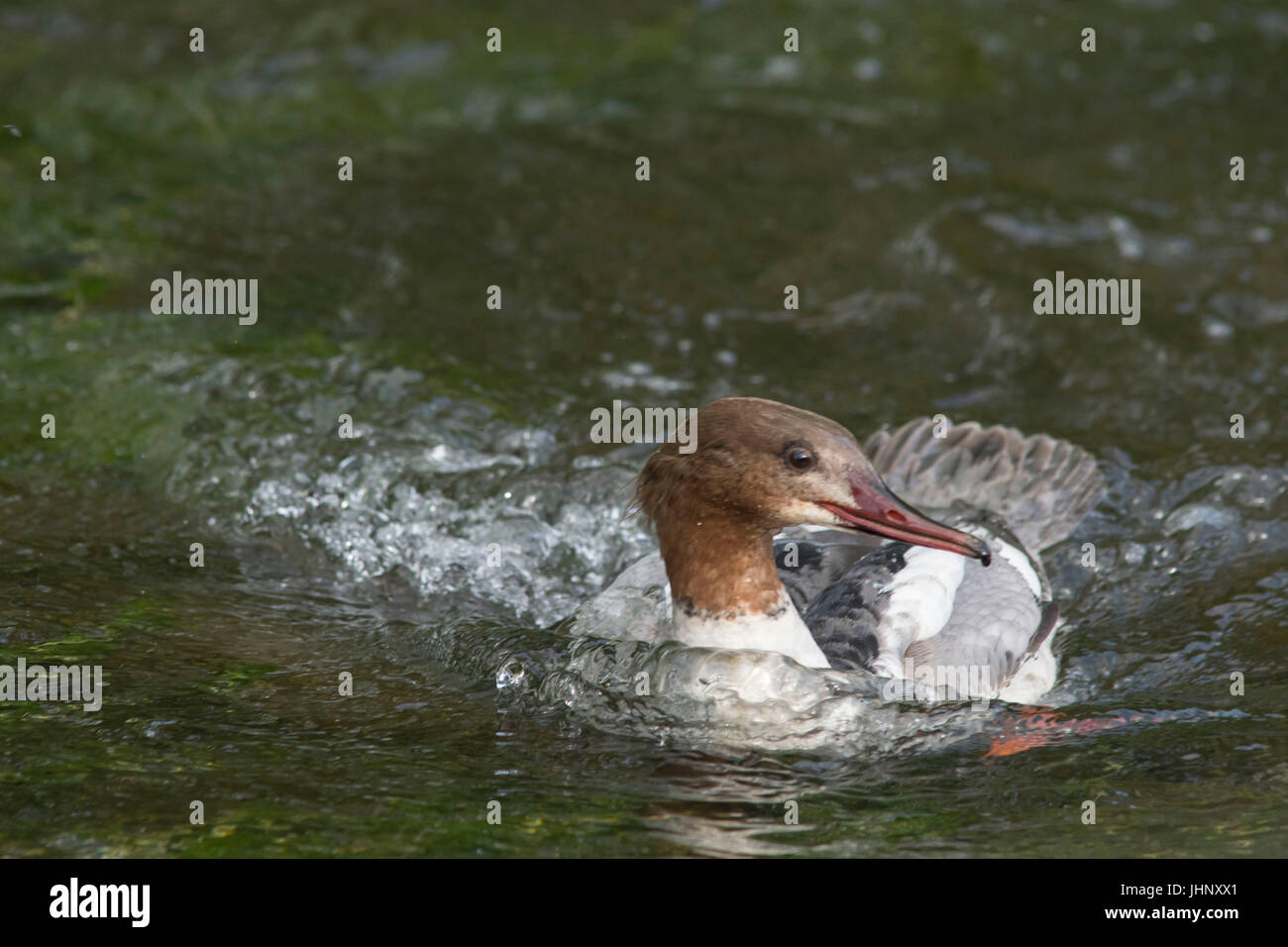 Goosander fishing hi-res stock photography and images - Alamy