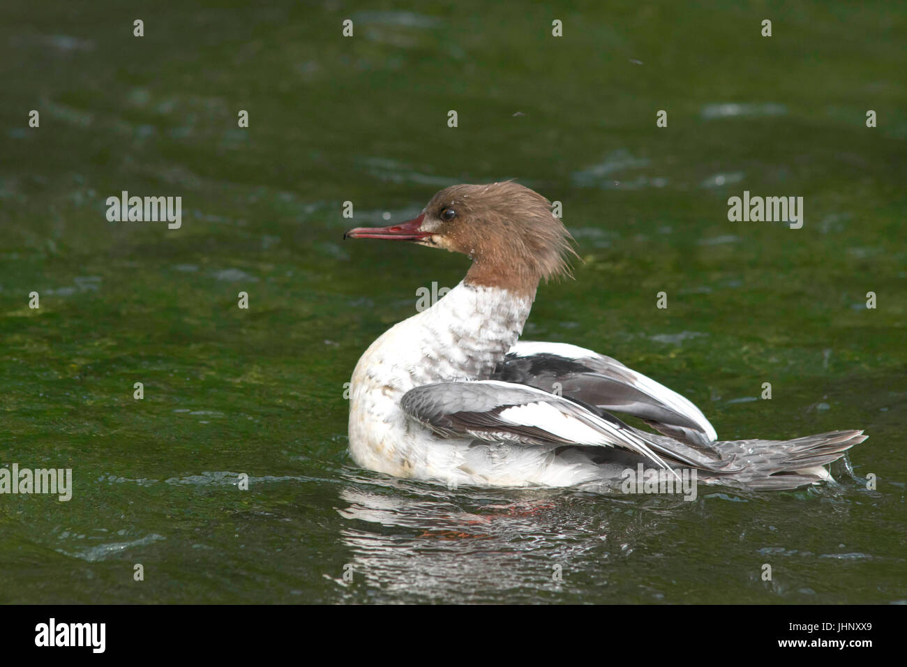 Goosander fishing hi-res stock photography and images - Alamy