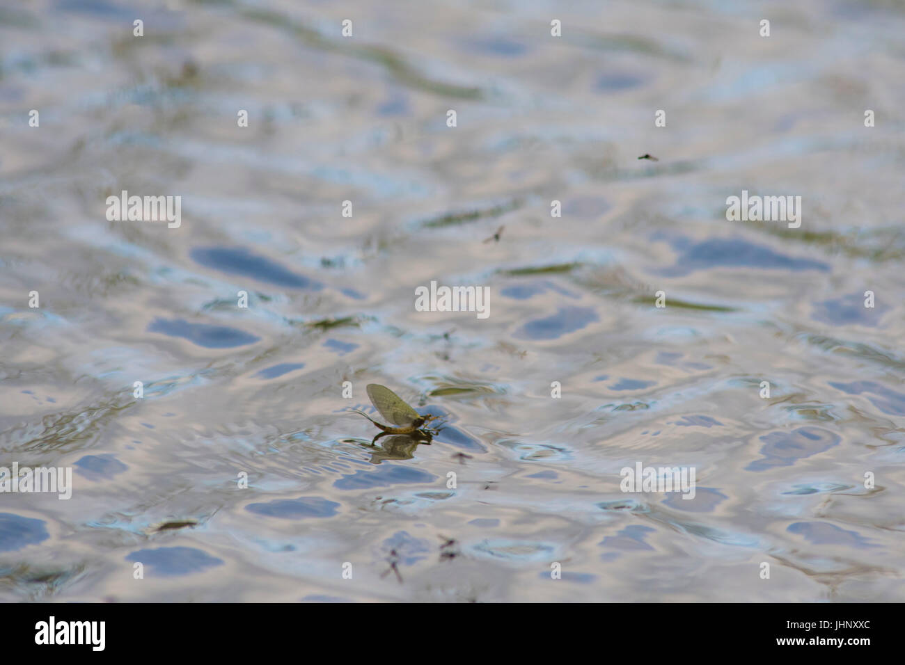 Green drake mayfly hi-res stock photography and images - Alamy