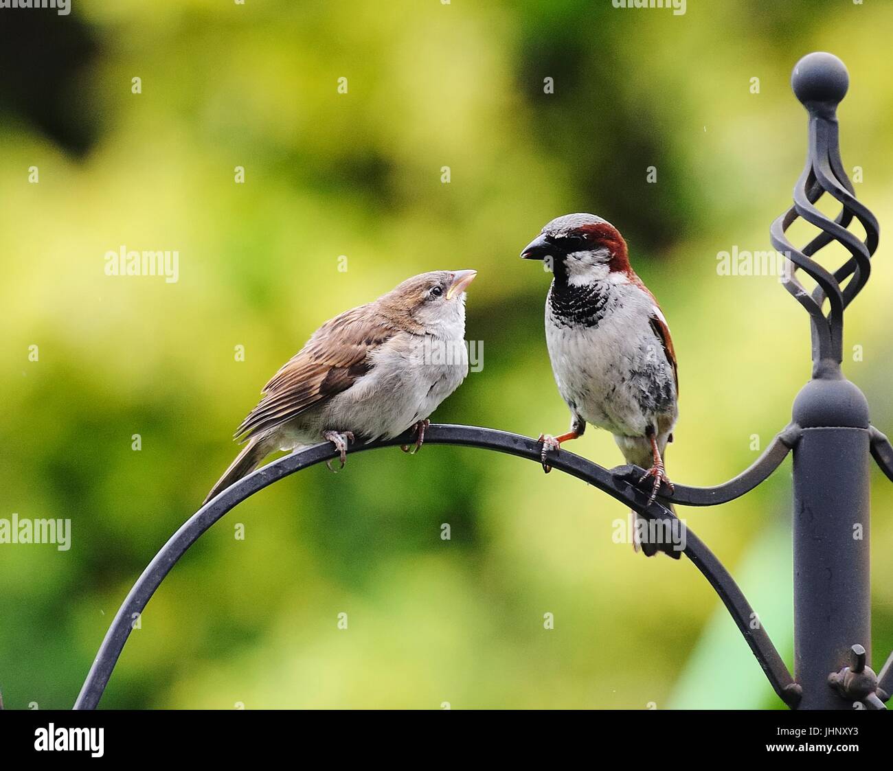 Tree Sparrow feeding the fledgling Stock Photo - Alamy
