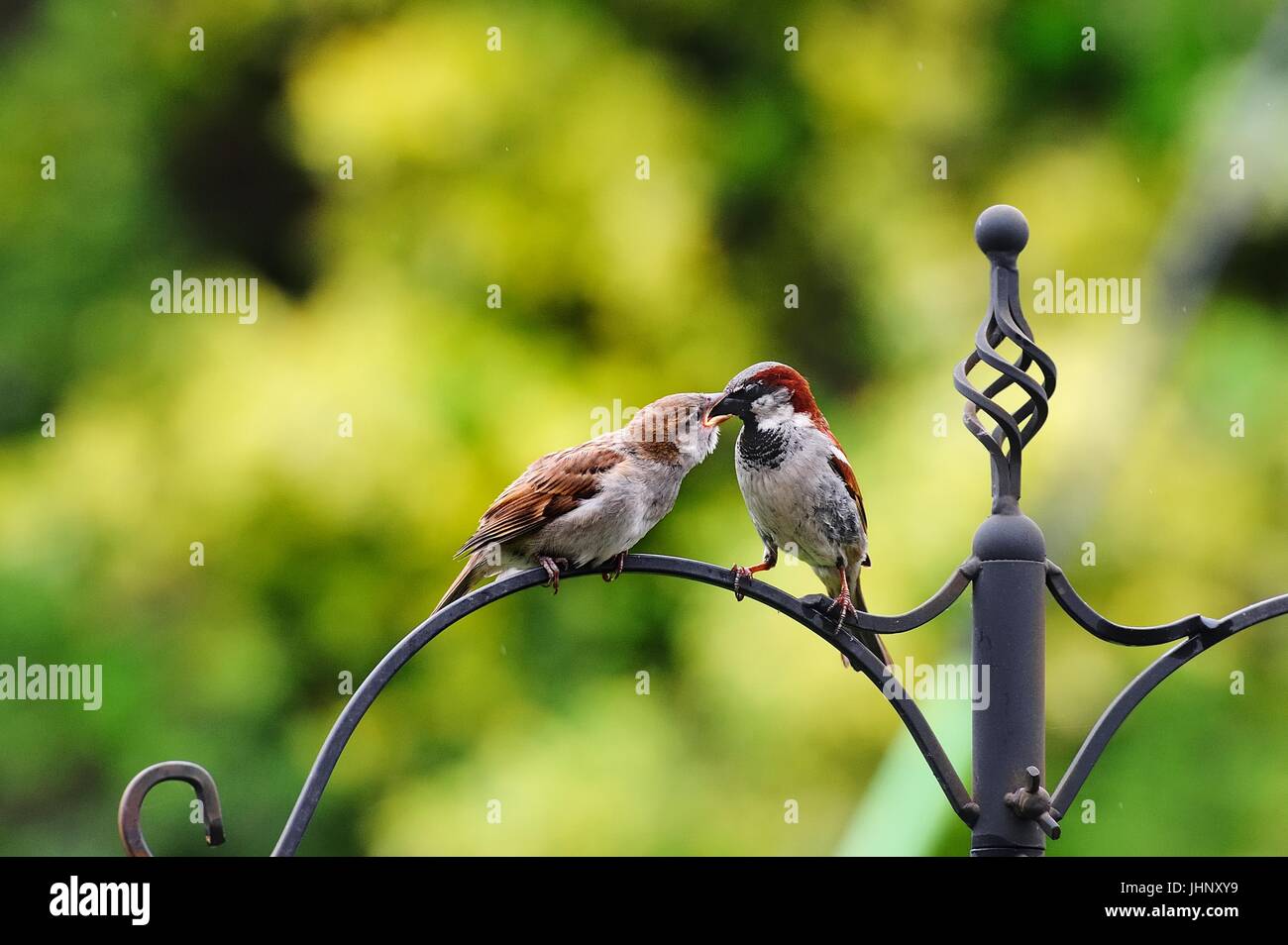 Tree Sparrow feeding the fledgling Stock Photo - Alamy