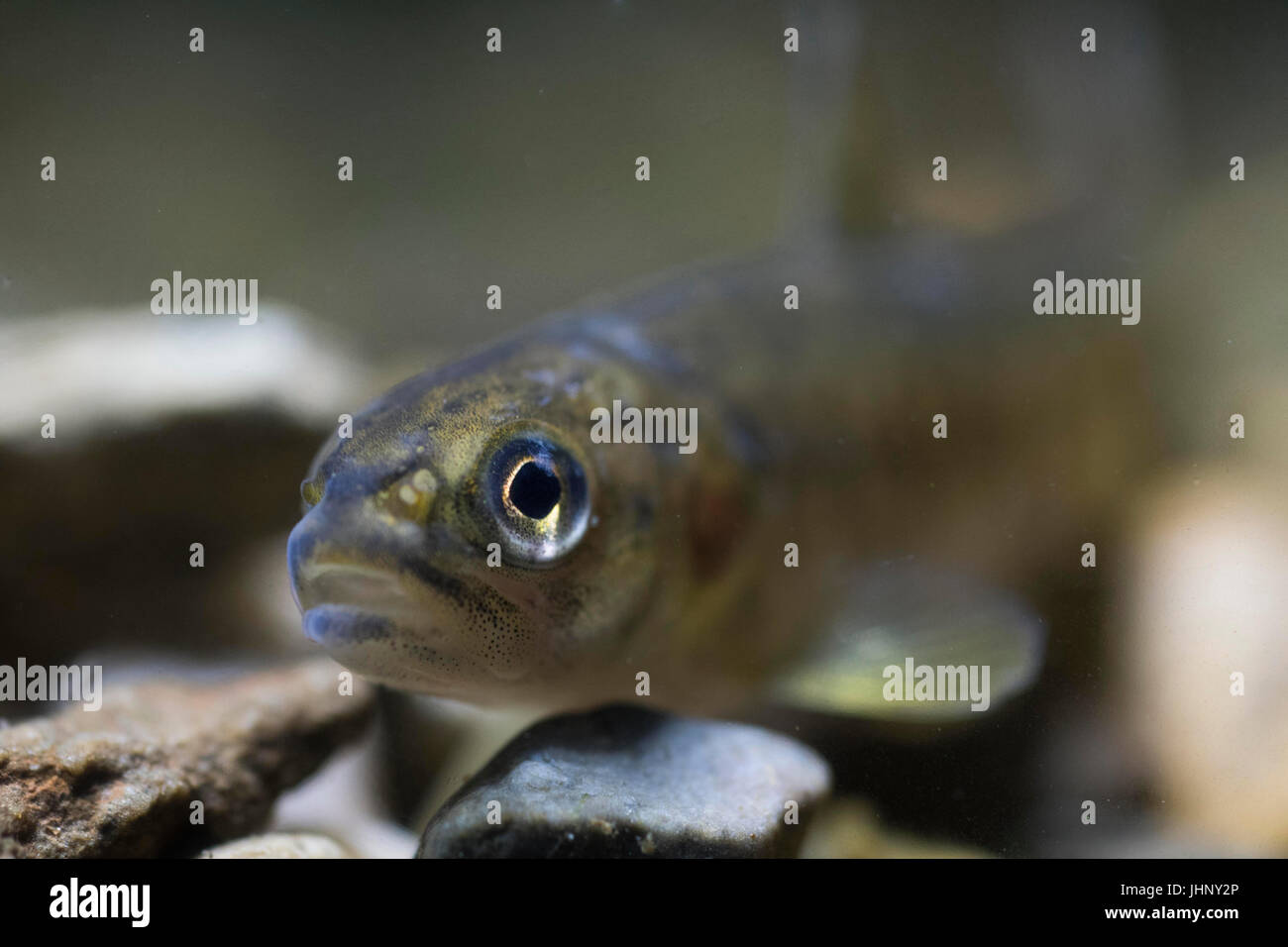 Brown Trout Parr Stock Photo - Alamy