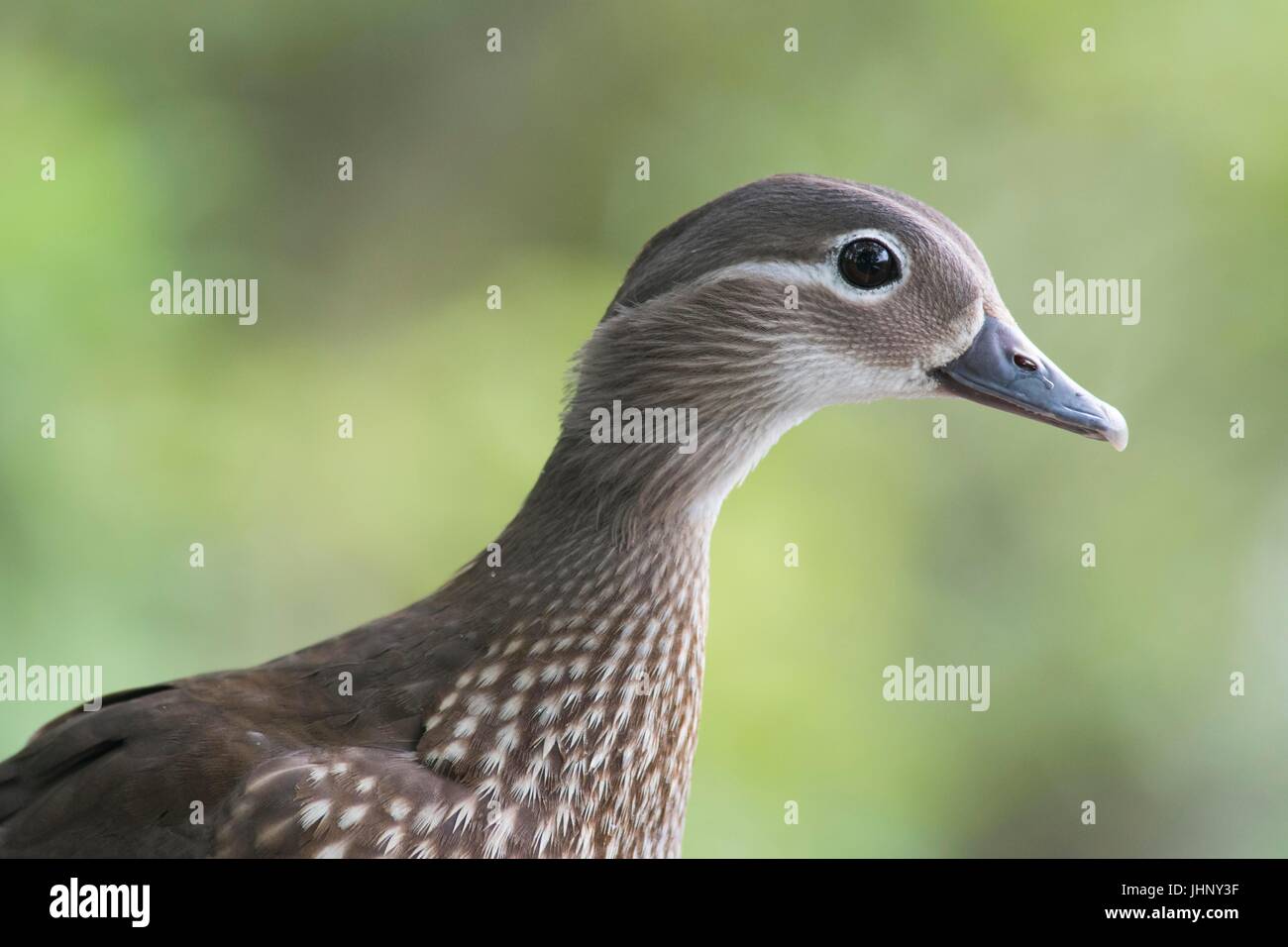 Female mandarin duck Stock Photo - Alamy