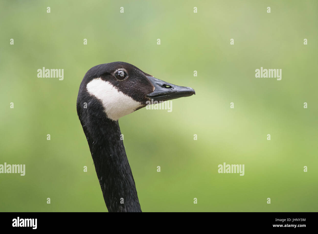 Canada goose head Stock Photo - Alamy