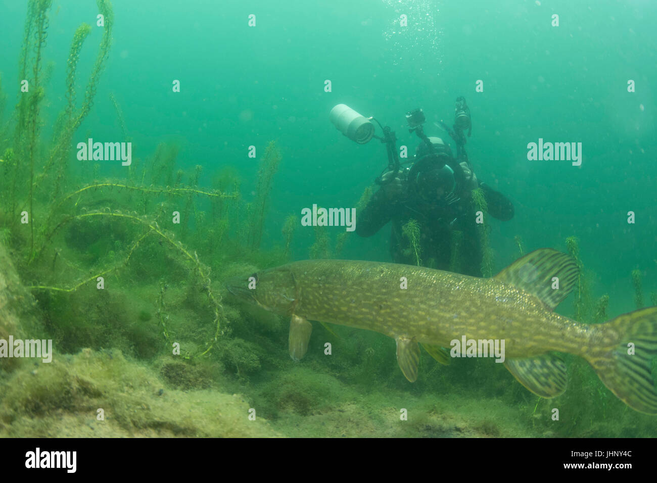 Scuba diver with pike Stock Photo - Alamy