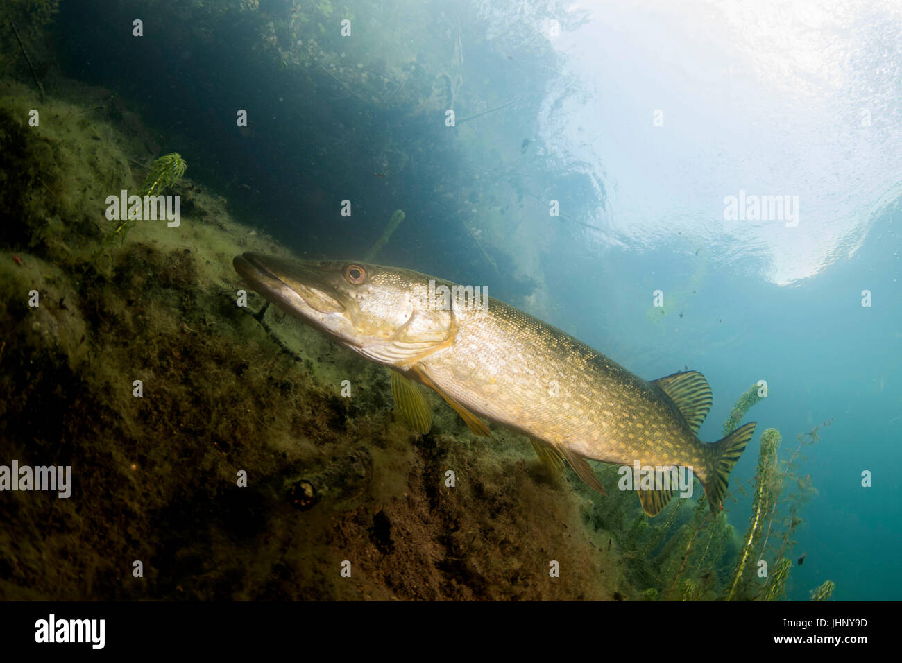 Pike at Dosthill Quarry Stock Photo - Alamy