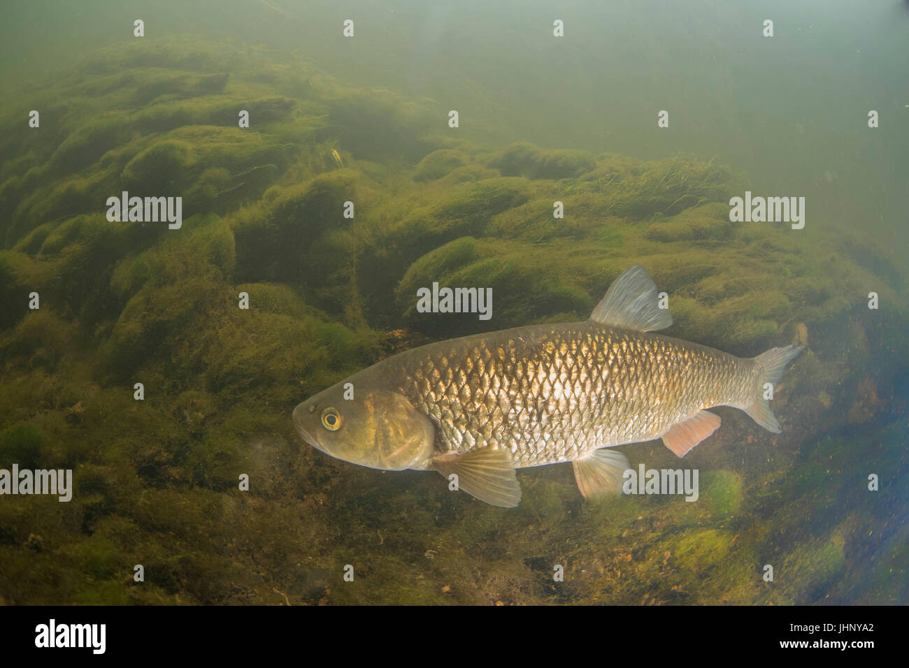 Chub in midlands river Stock Photo - Alamy