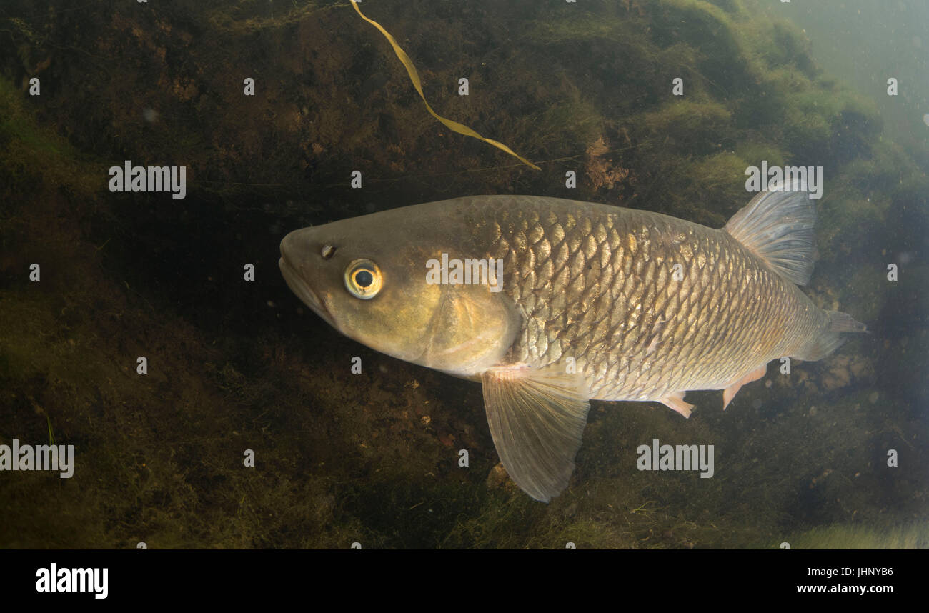 Chub in midlands river Stock Photo - Alamy