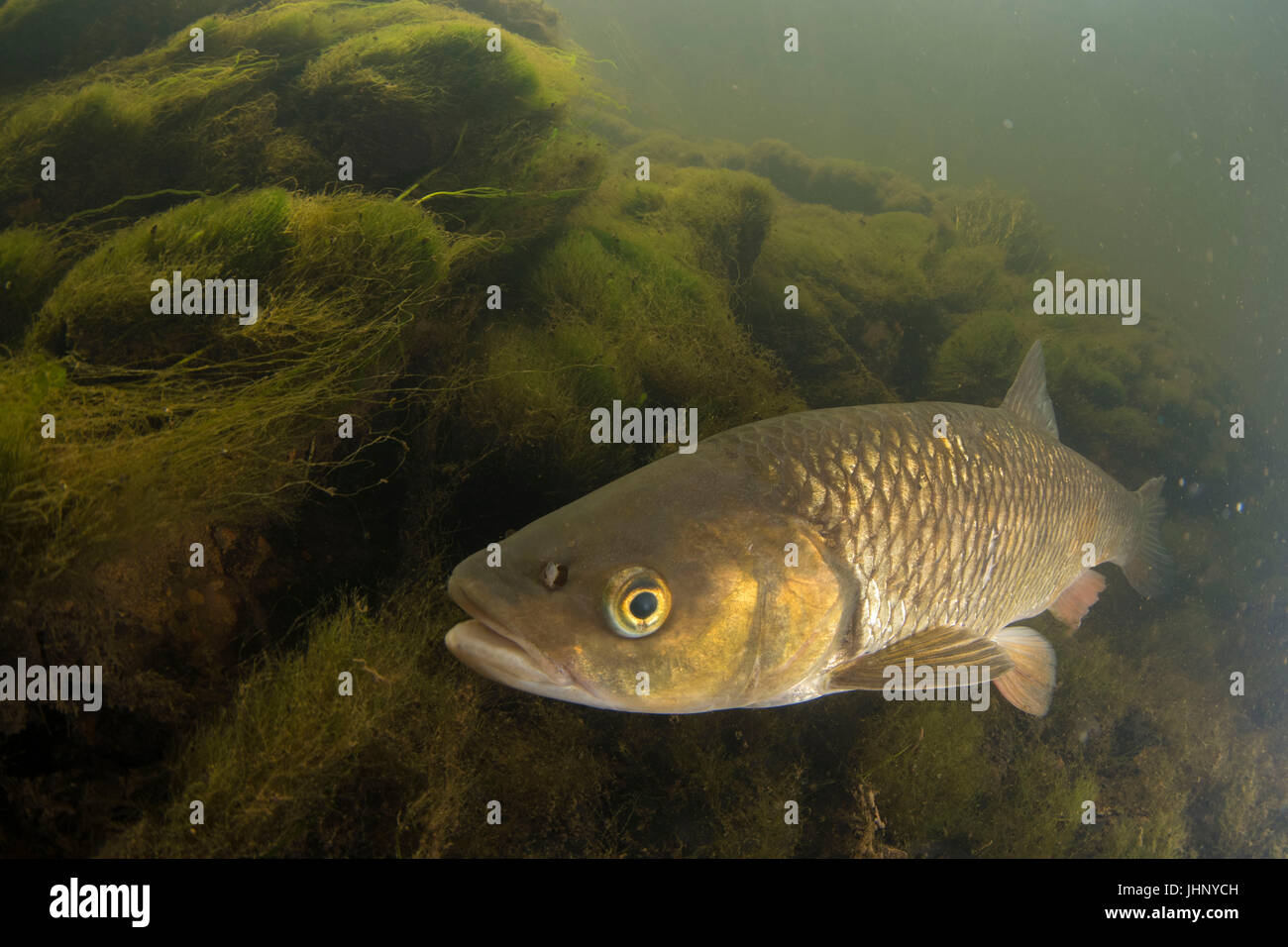 Chub in midlands river Stock Photo - Alamy
