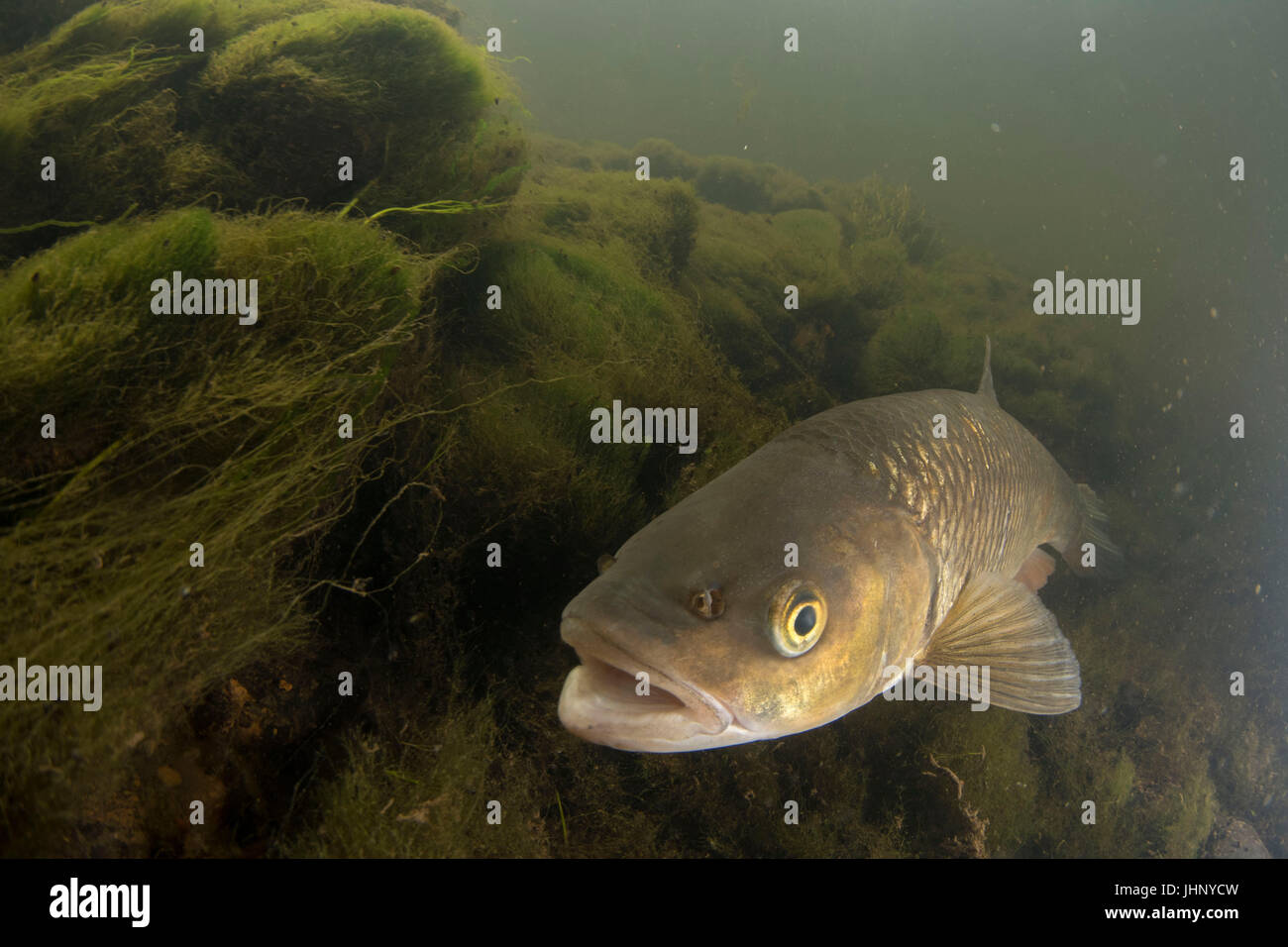 Chub in midlands river Stock Photo - Alamy