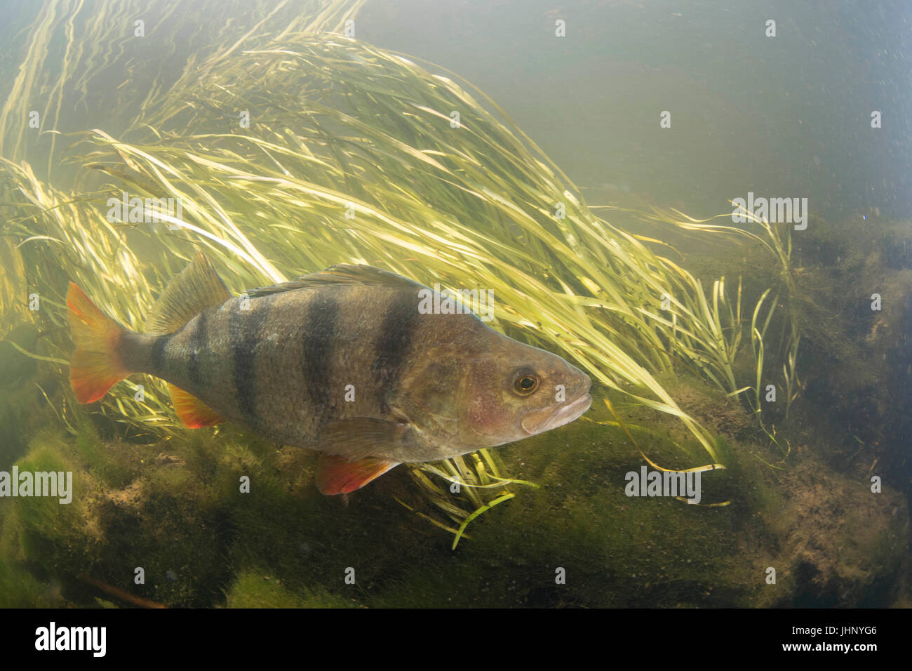 Large perch hi-res stock photography and images - Alamy