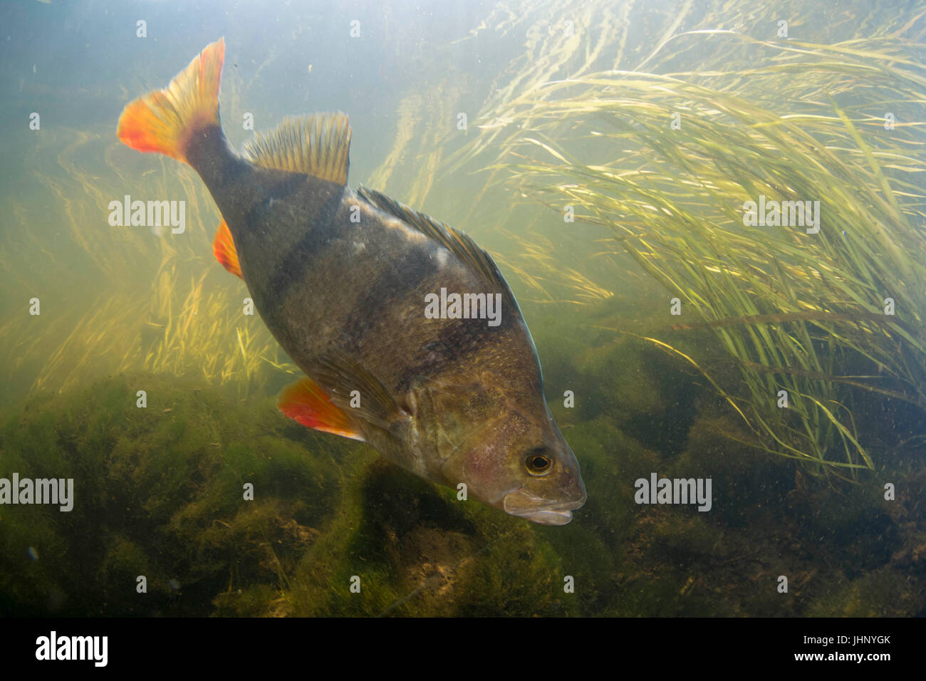 Large perch hi-res stock photography and images - Alamy
