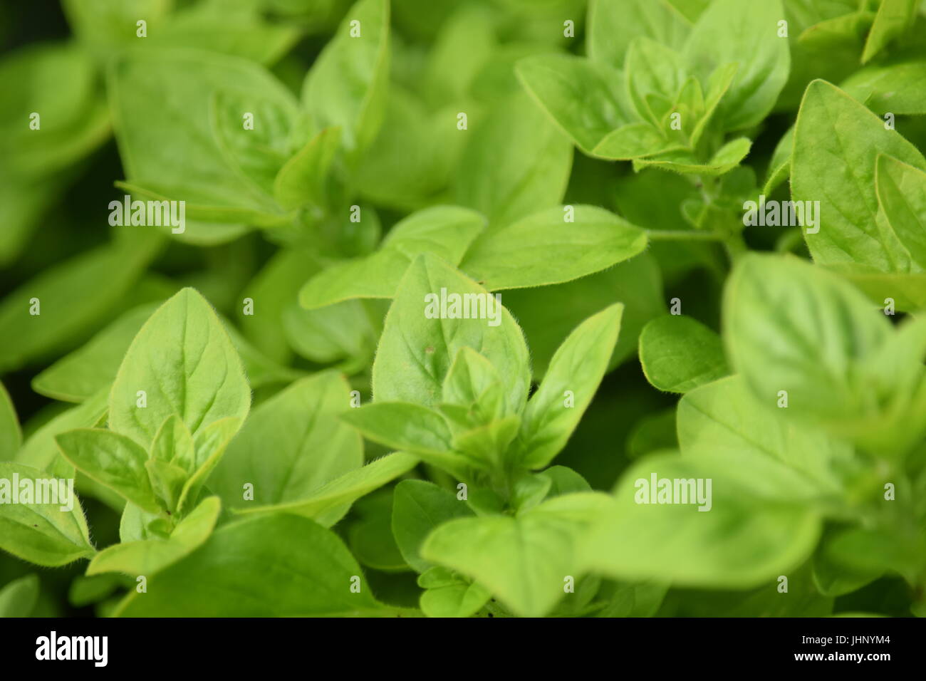 Golden oregano plant hi-res stock photography and images - Alamy