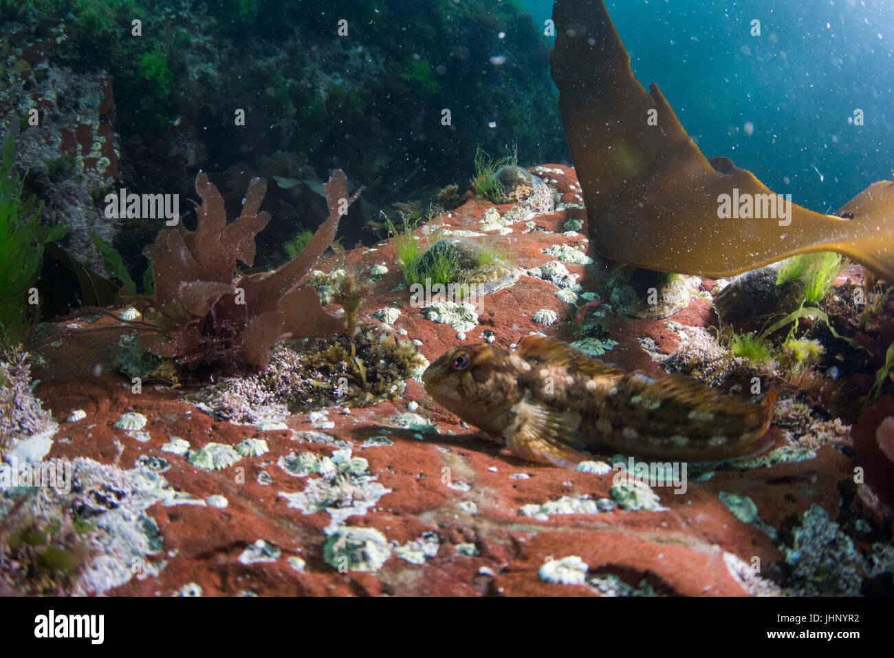 Shanny hi-res stock photography and images - Alamy