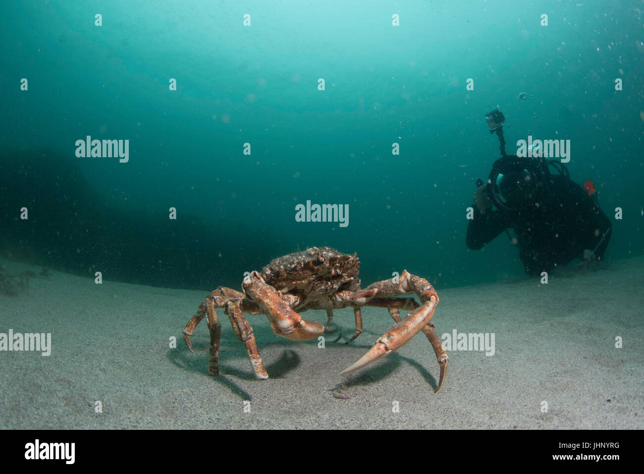 Spider crab diver hi-res stock photography and images - Alamy
