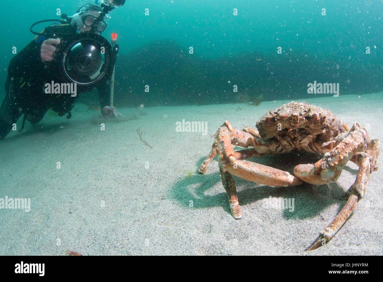 Spider crab diver hi-res stock photography and images - Alamy