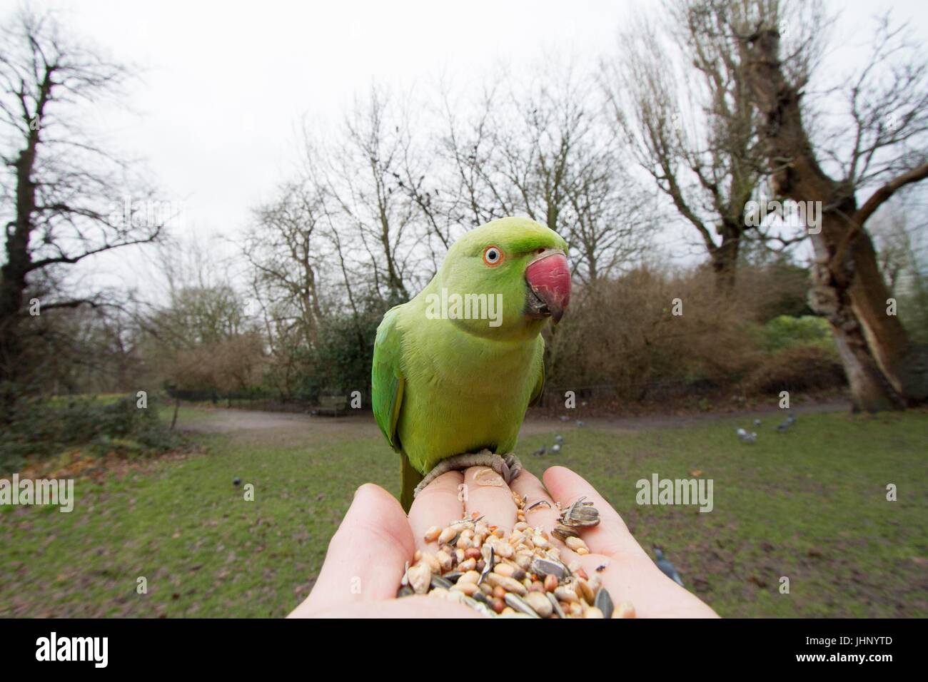 Parakeets london hi-res stock photography and images - Alamy