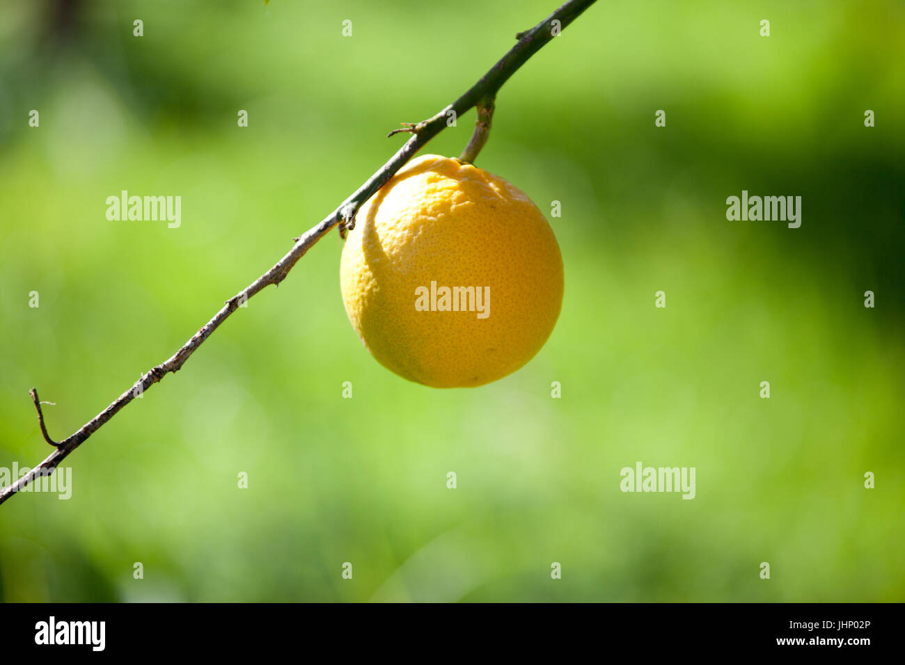 Citron grass hi-res stock photography and images - Alamy