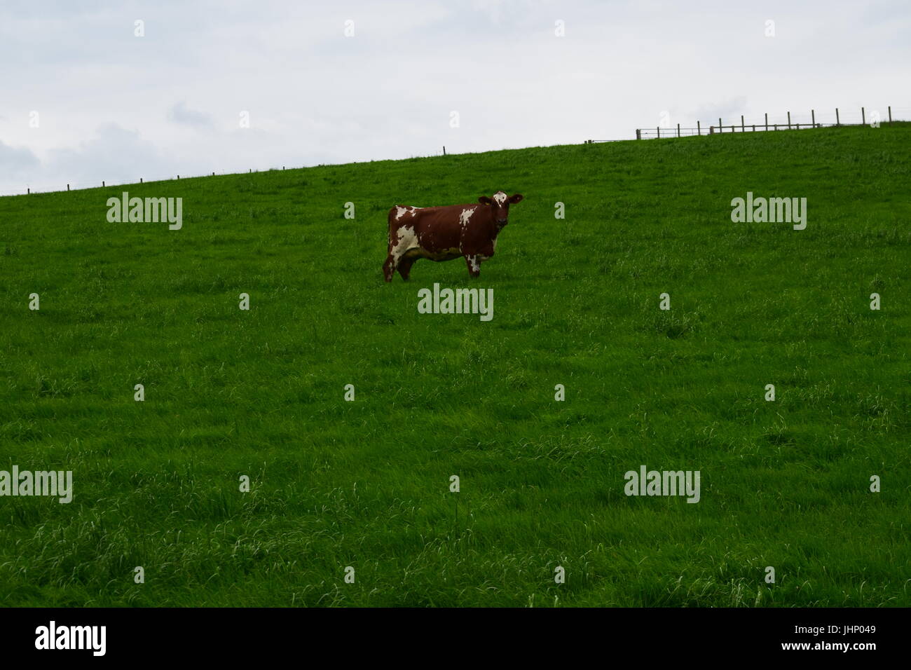 Ayrshire cow hi-res stock photography and images - Alamy