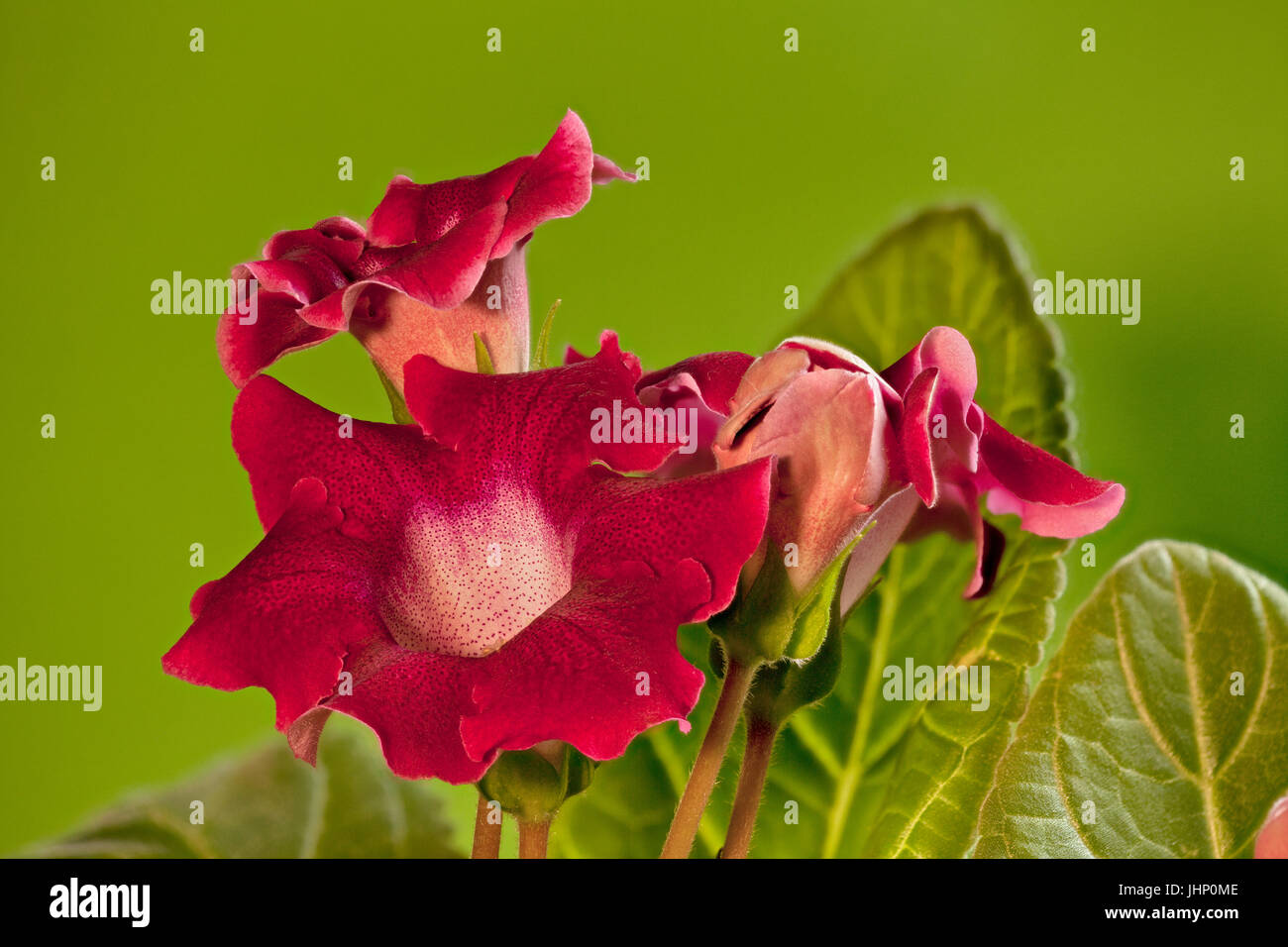 Red gloxinia flowers on the green background Stock Photo - Alamy