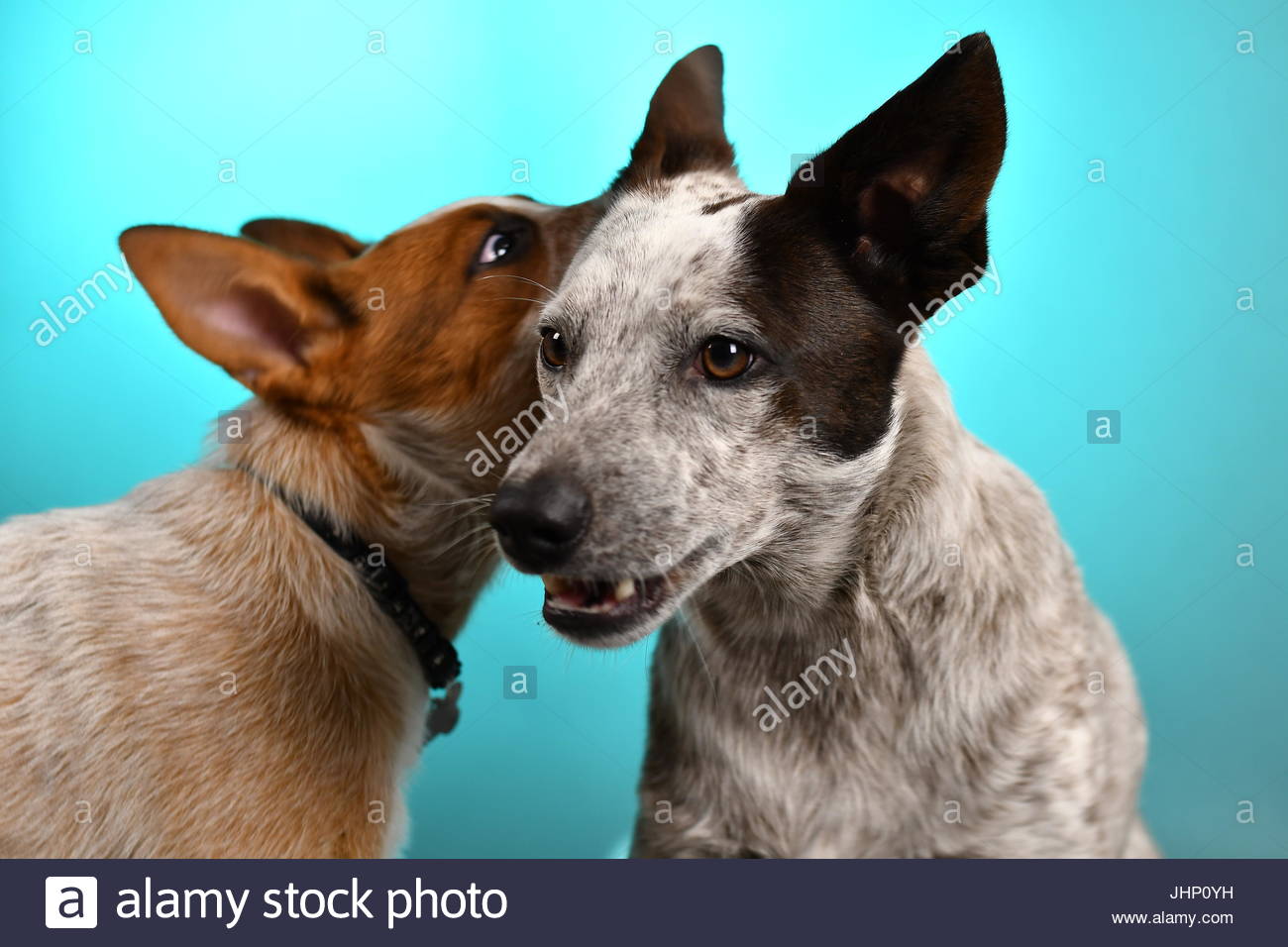 Telling Secrets Stock Photos & Telling Secrets Stock Images - Alamy
