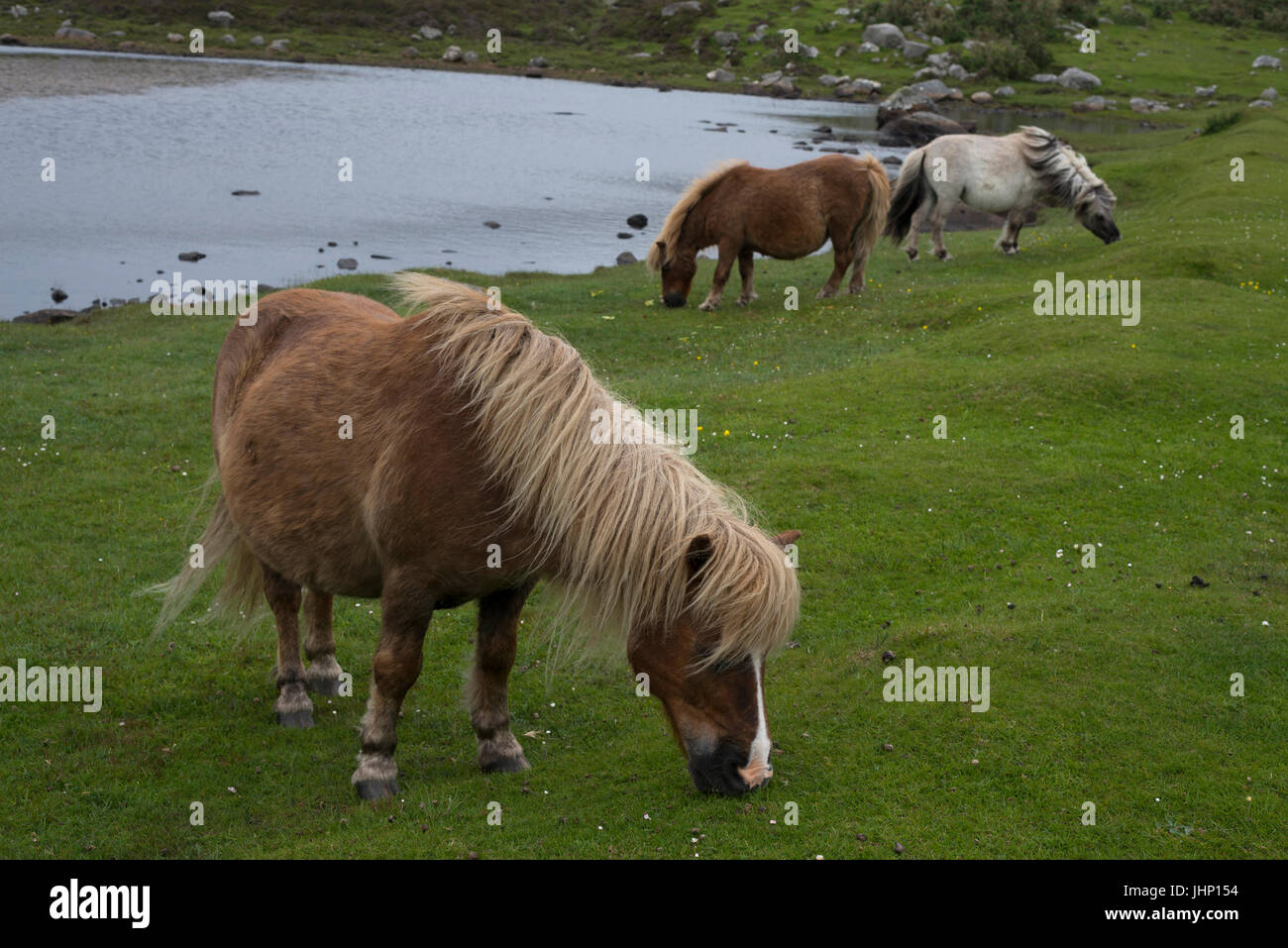 Miniature shetland pony horse tiny hi-res stock photography and images ...