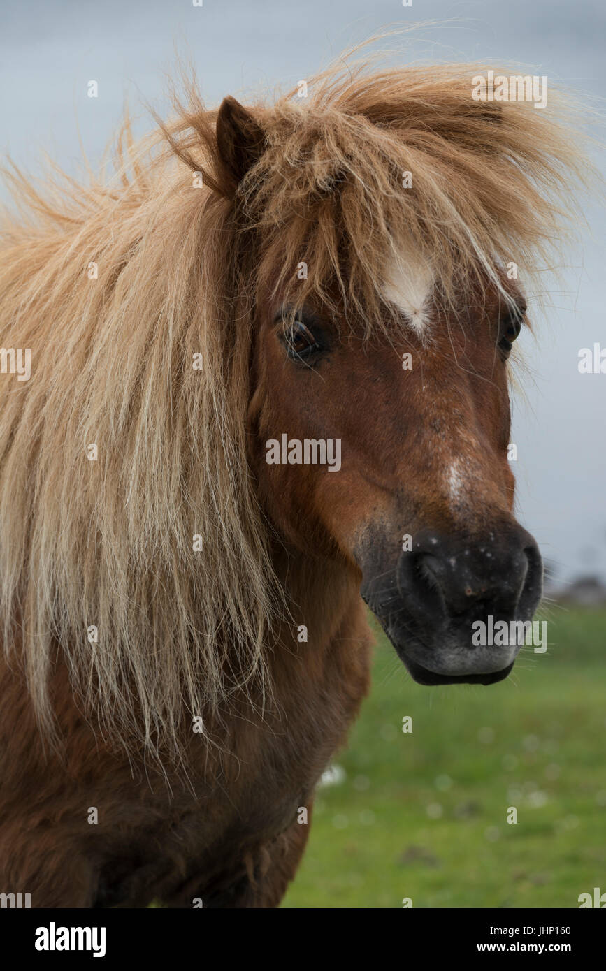 Miniature shetland pony horse tiny hi-res stock photography and images ...