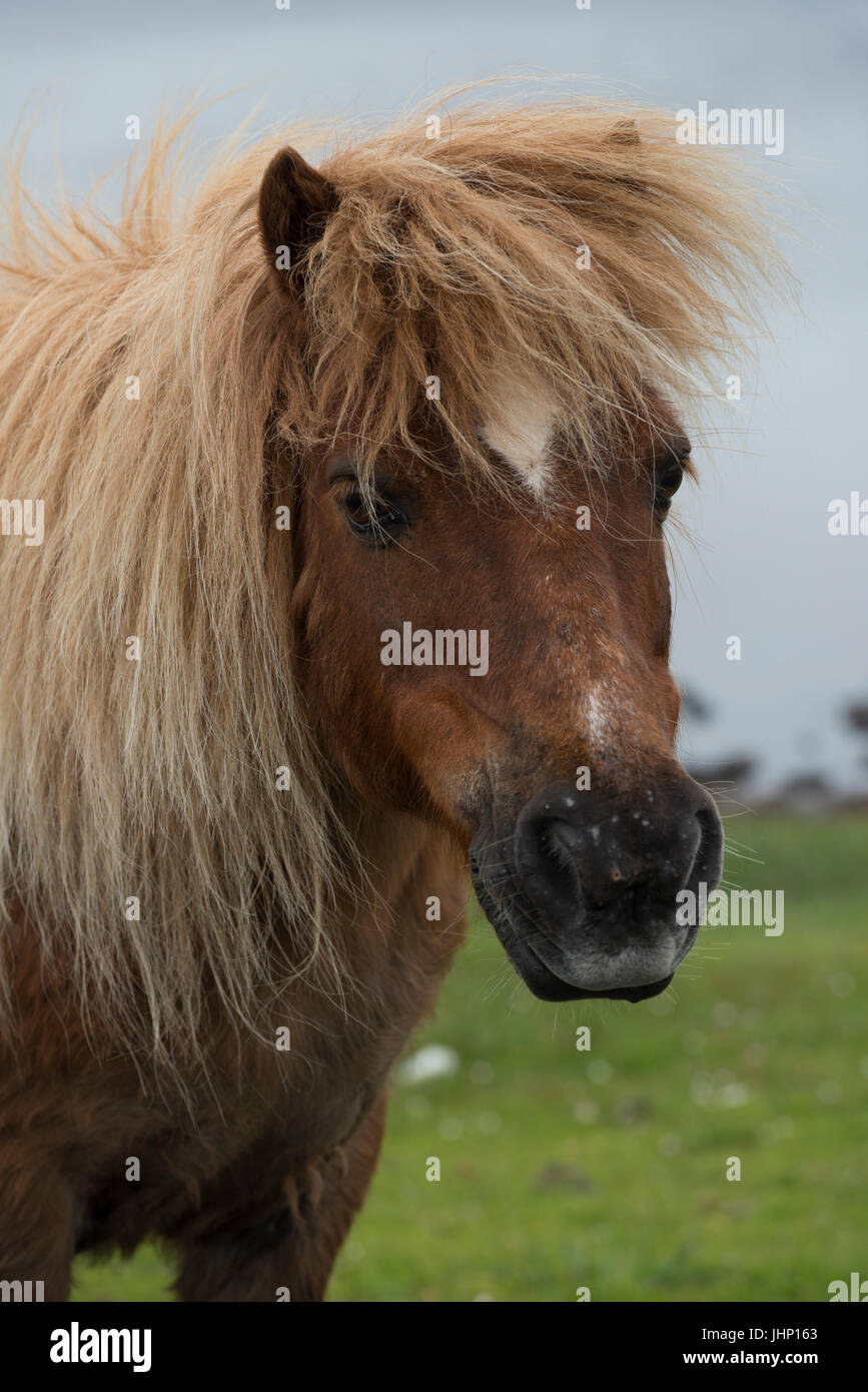 Miniature shetland pony horse tiny hi-res stock photography and images ...