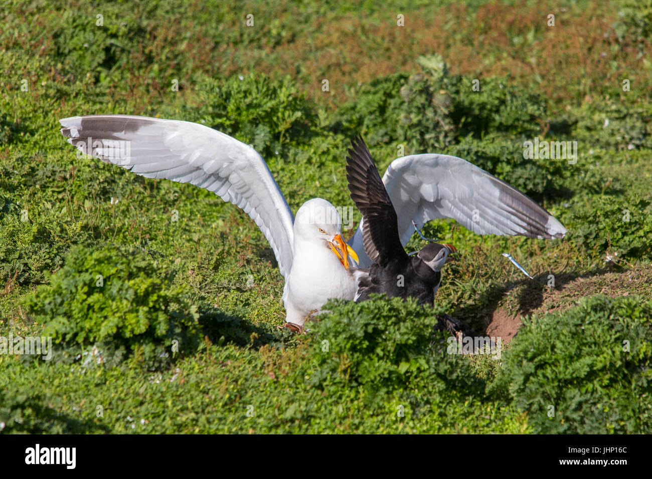 Atlantic puffin sand eels on hi-res stock photography and images - Alamy