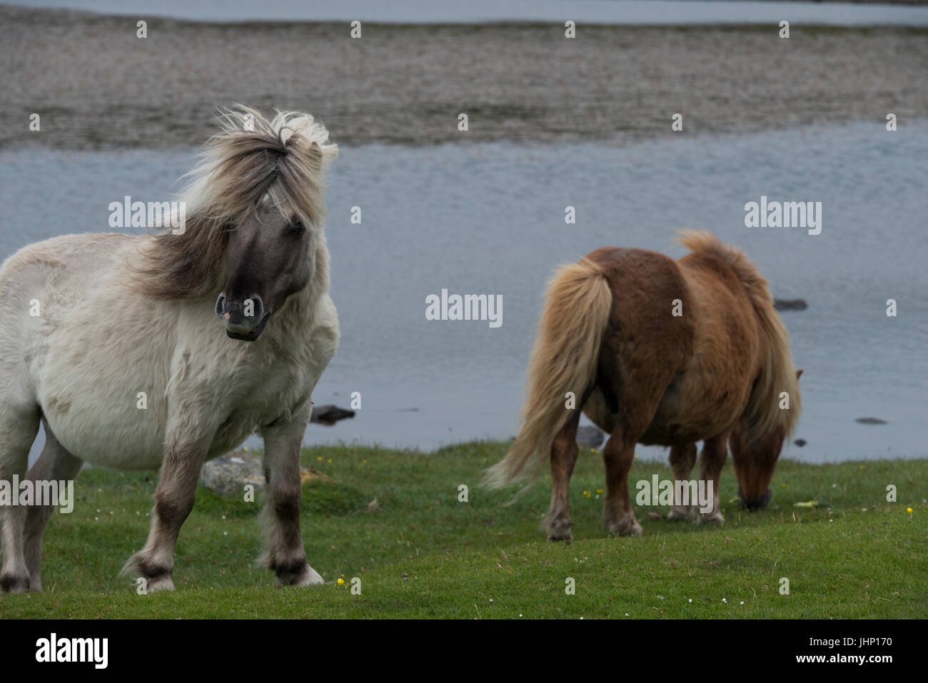 Shetland Ponies Grazing Stock Photo - Alamy