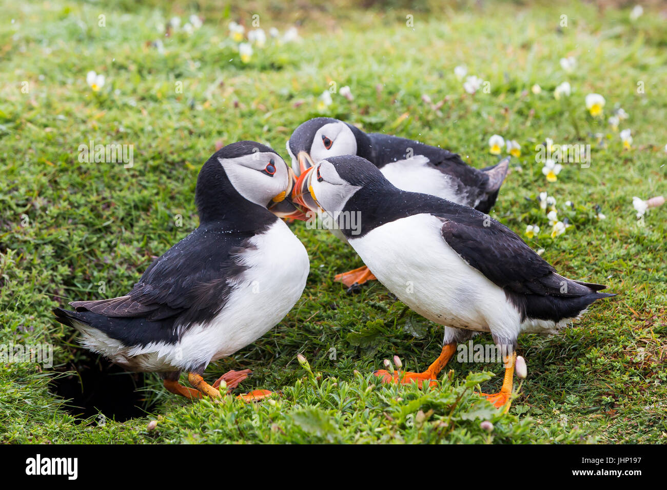 Atlantic puffin nest burrow hi-res stock photography and images - Alamy