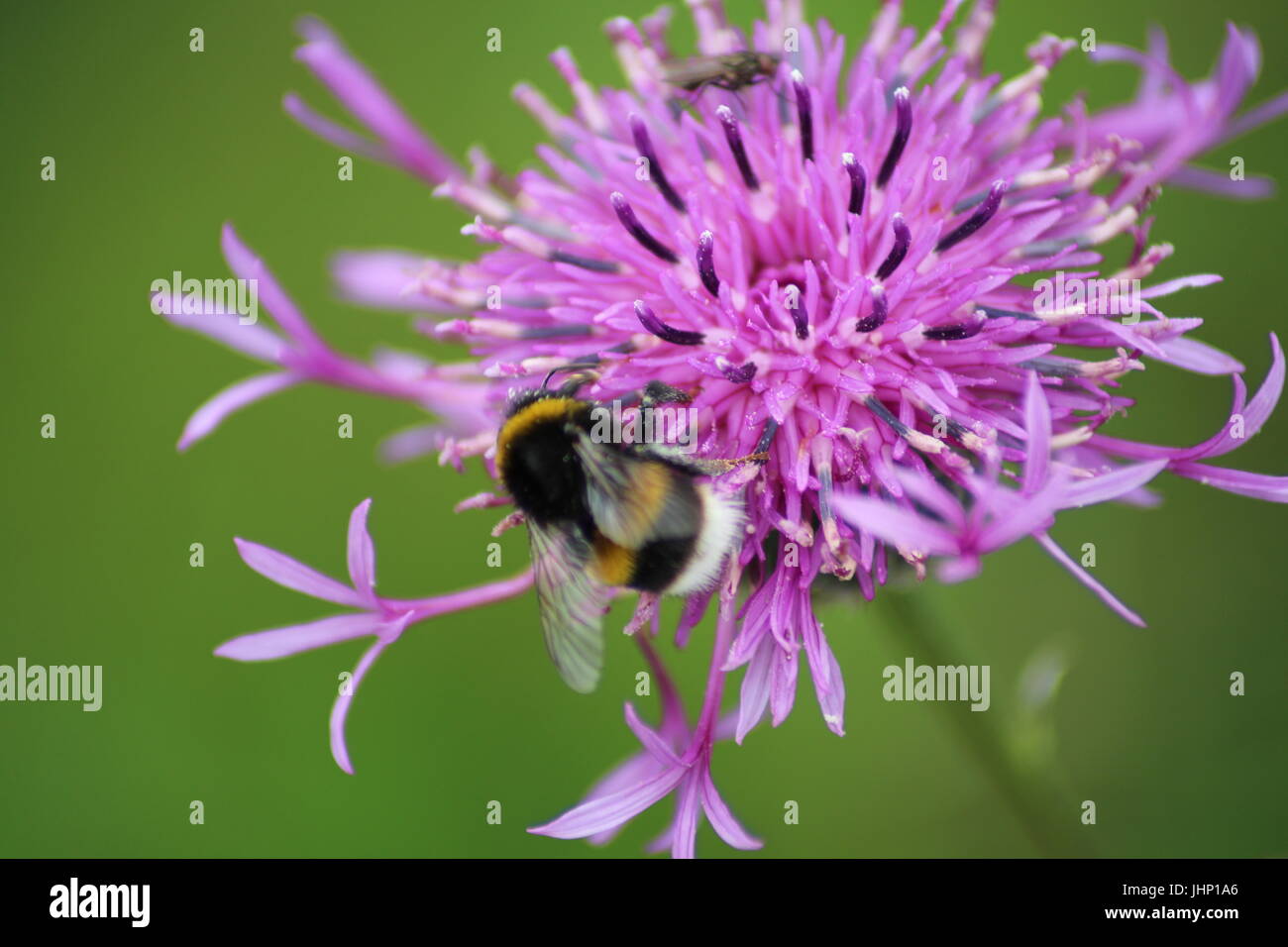 Bombus lucorum, the white-tailed bumblebee Stock Photo - Alamy