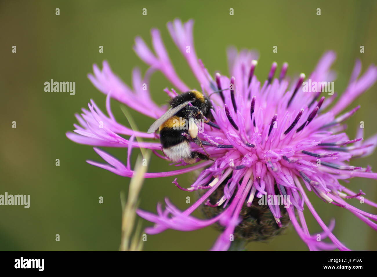 Side view white tailed bumblebee hi-res stock photography and images ...