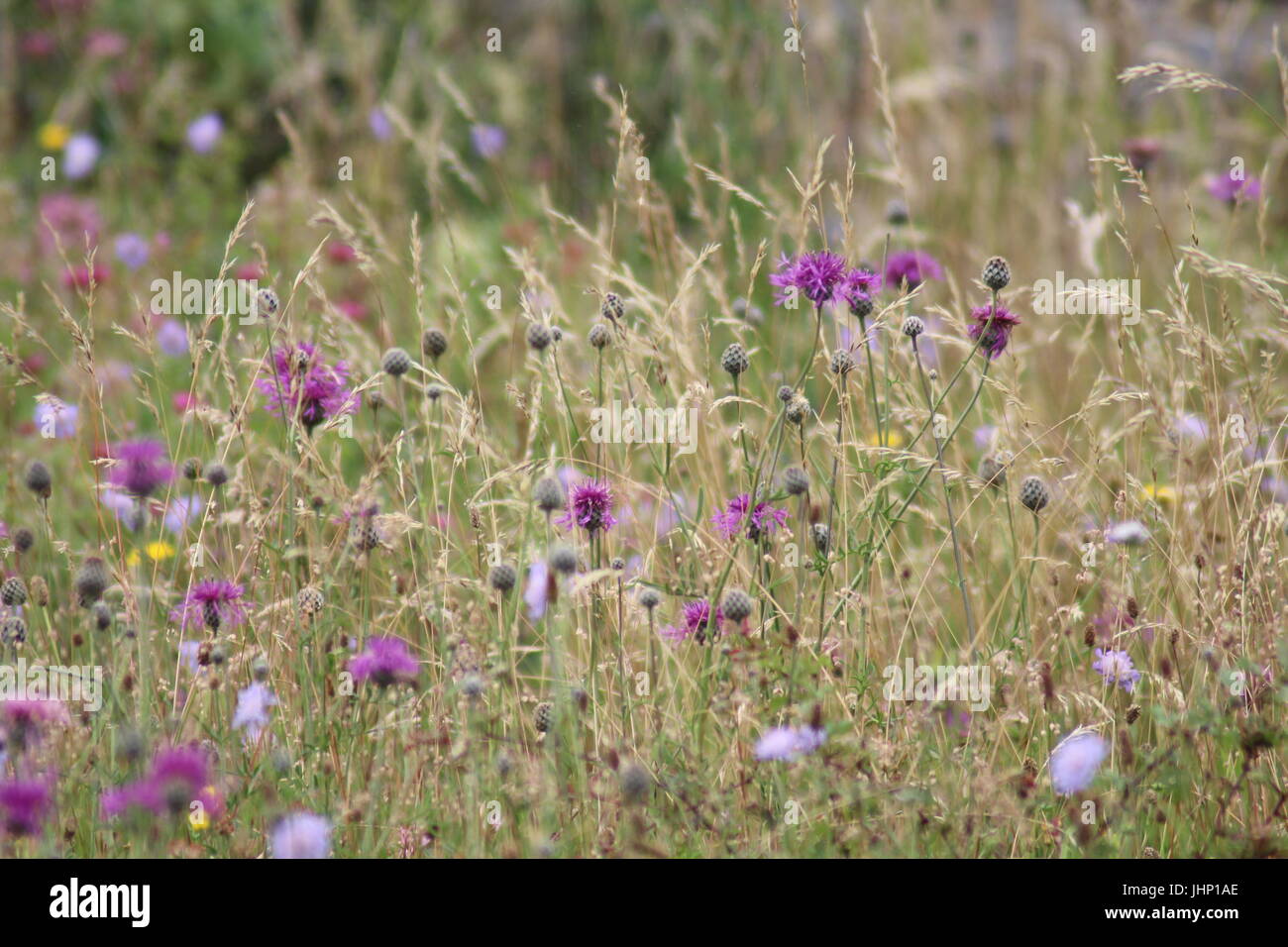 Pretty wildflowers hi-res stock photography and images - Alamy