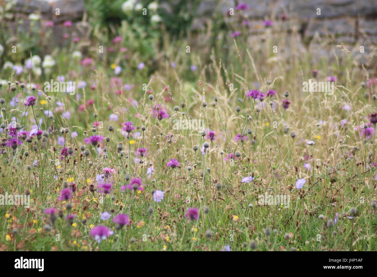 Pretty Wildflowers High Resolution Stock Photography and Images - Alamy