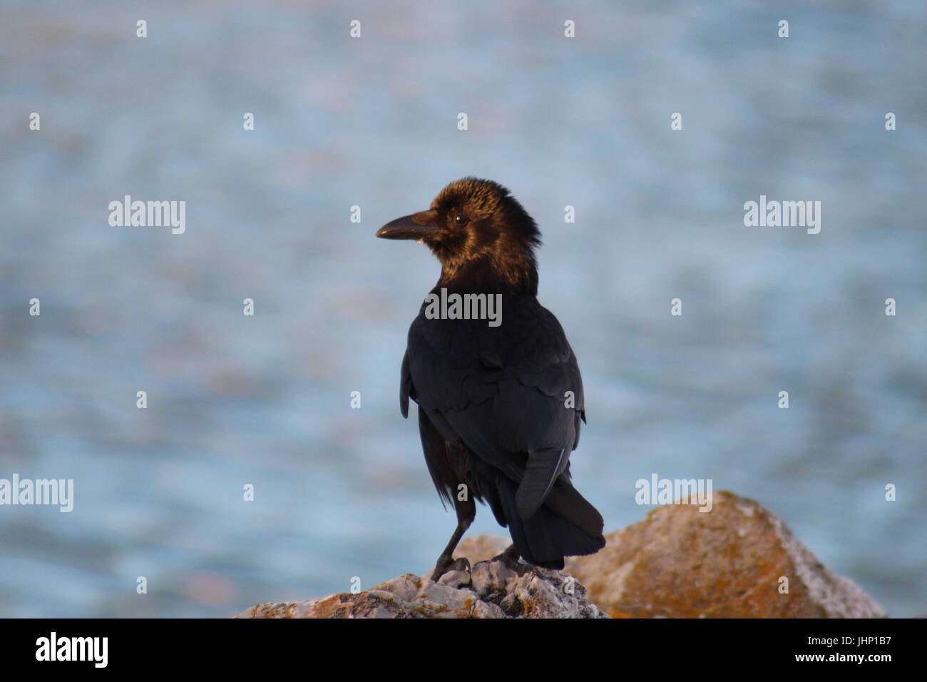 Sunlight on crow hi-res stock photography and images - Alamy